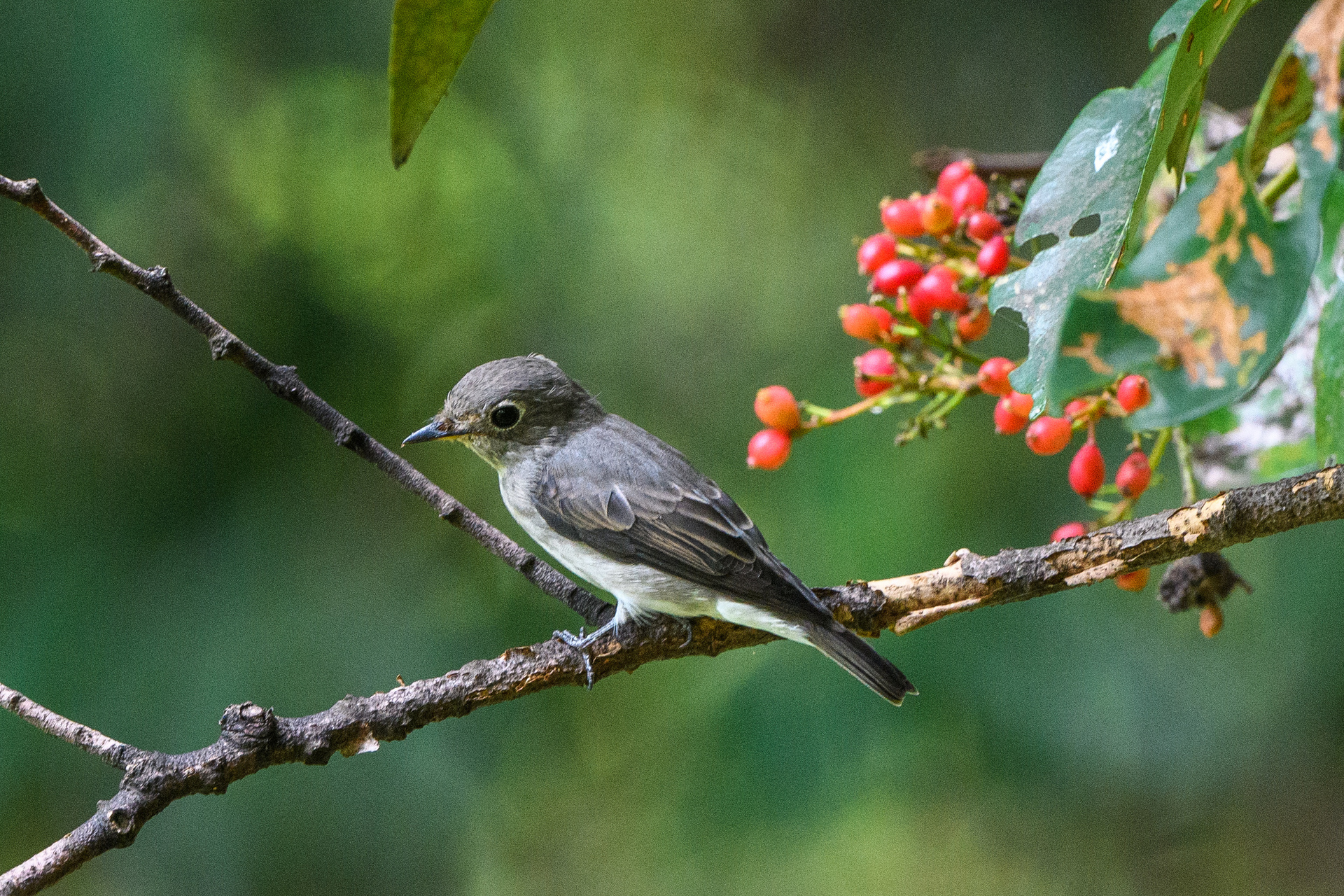 2025年8月24日 地元の公園でセンダイムシクイ、コサメビタキ: 還暦過ぎオヤジの花、鳥、月、風2