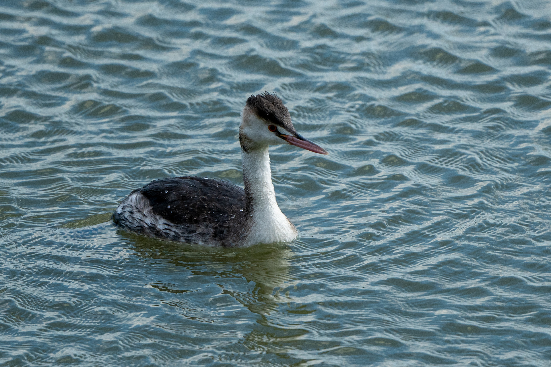 2024年12月29日 岸和田のため池でツクシガモ、クロツラヘラサギ: 還暦過ぎオヤジの花、鳥、月、風2
