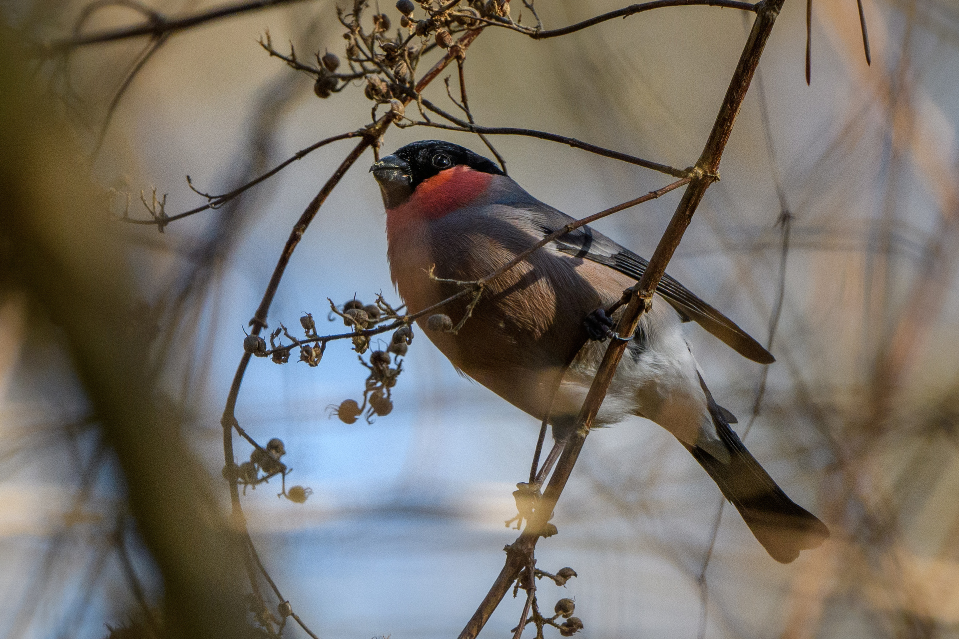 2025年3月22日 和泉葛城山でウソ、ルリビタキ: 還暦過ぎオヤジの花、鳥、月、風2