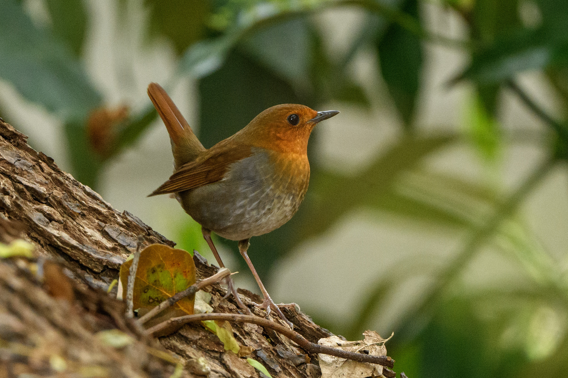 2024年4月7日 地元の公園でクロツグミ、コマドリ｡: 還暦過ぎオヤジの花、鳥、月、風2