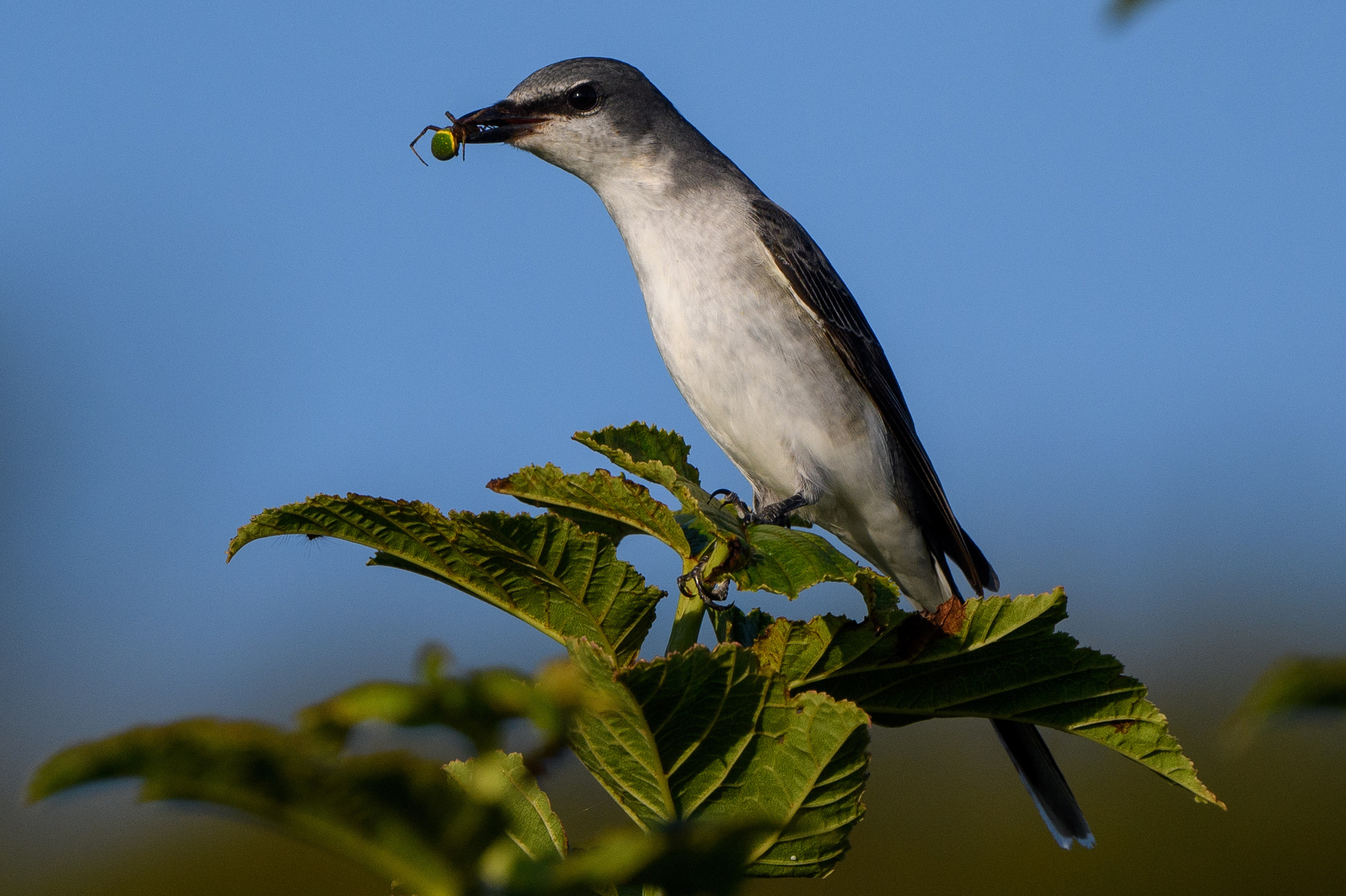 2025年8月30日 和泉葛城山でサンショウクイ その3: 還暦過ぎオヤジの花、鳥、月、風2