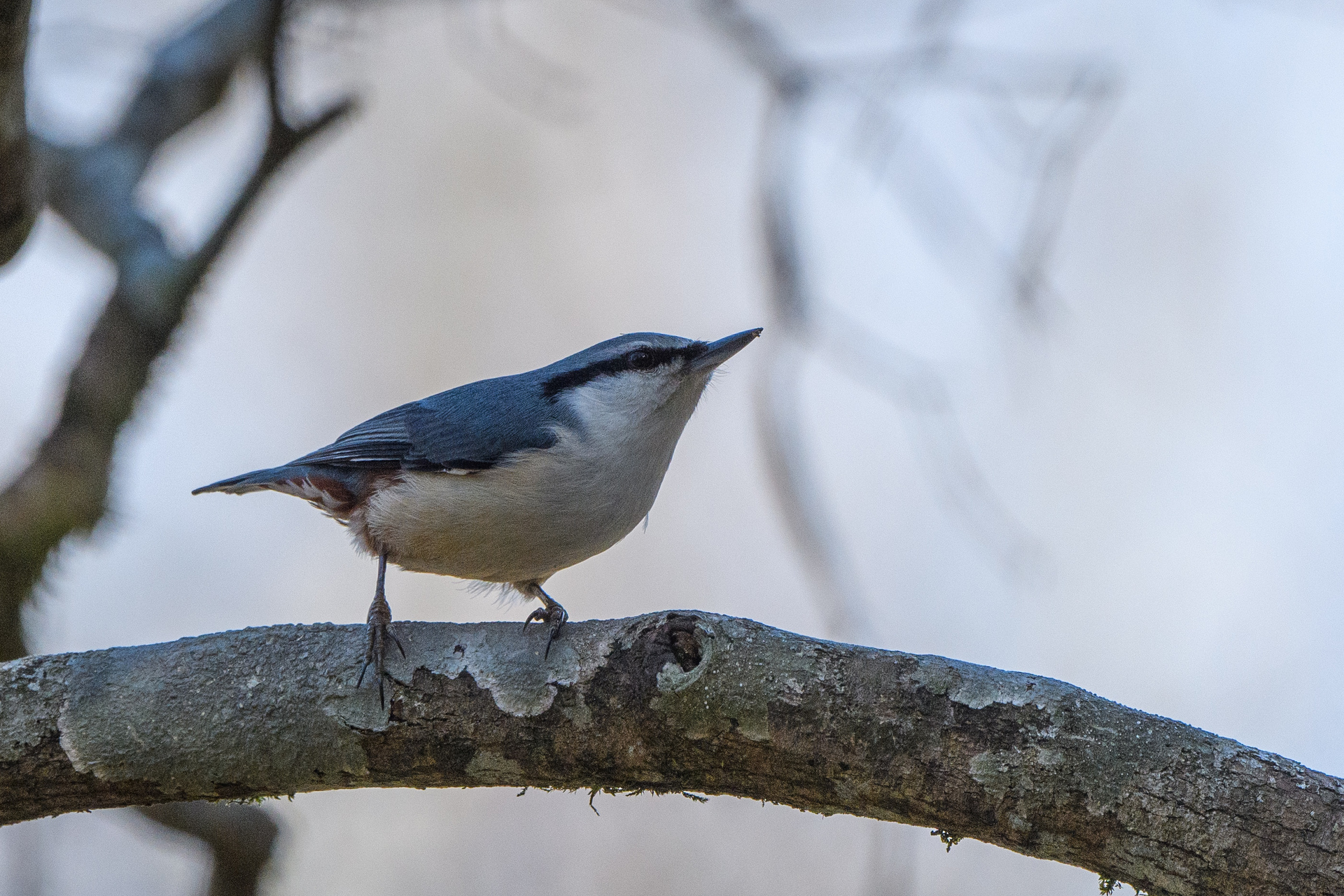 2025年3月23日 金剛山でミソサザイ、アカゲラ他: 還暦過ぎオヤジの花、鳥、月、風2