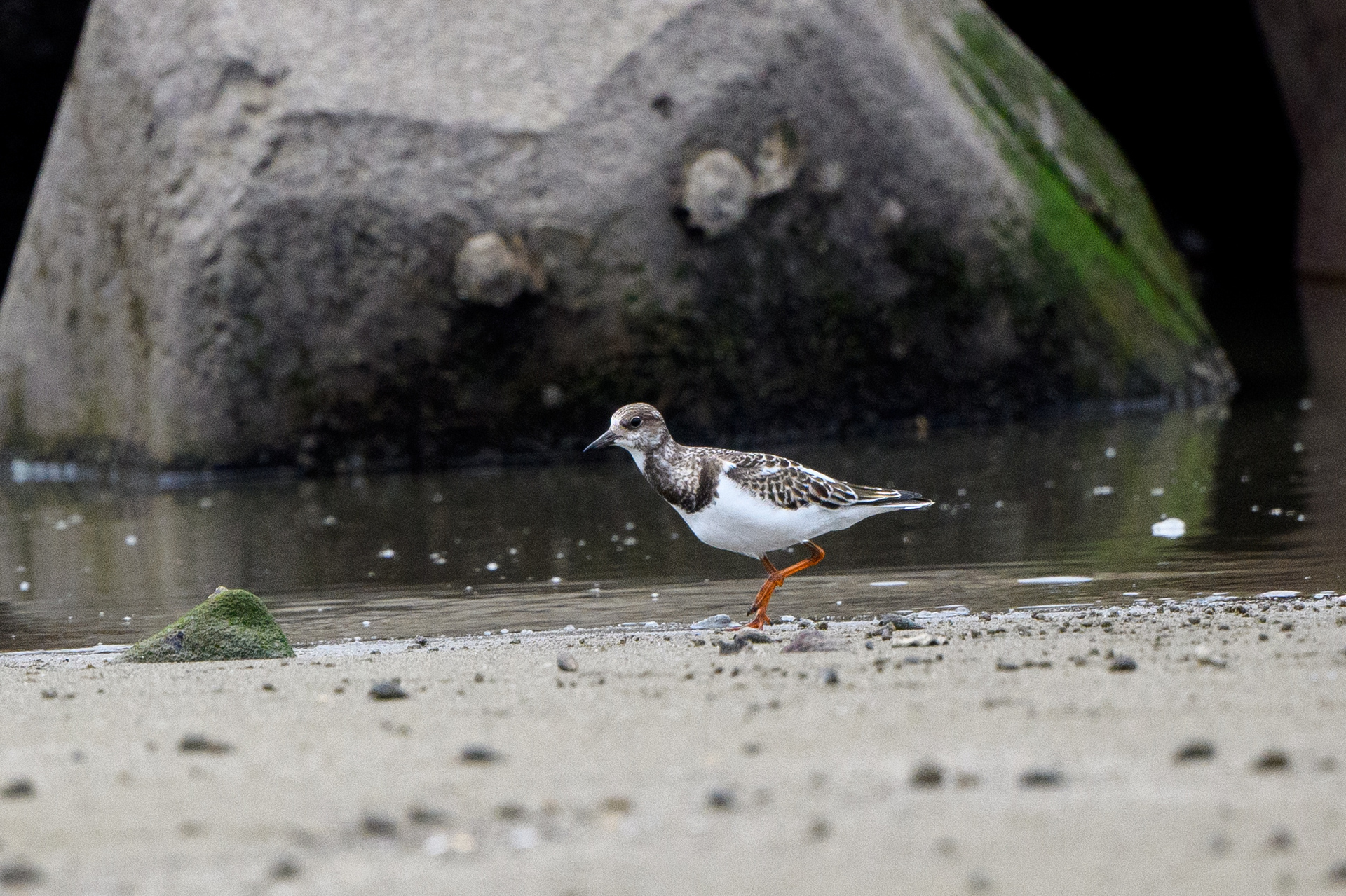 2025年10月4日 男里川河口でキョウジョシギ、チュウシャクシギ: 還暦過ぎオヤジの花、鳥、月、風2