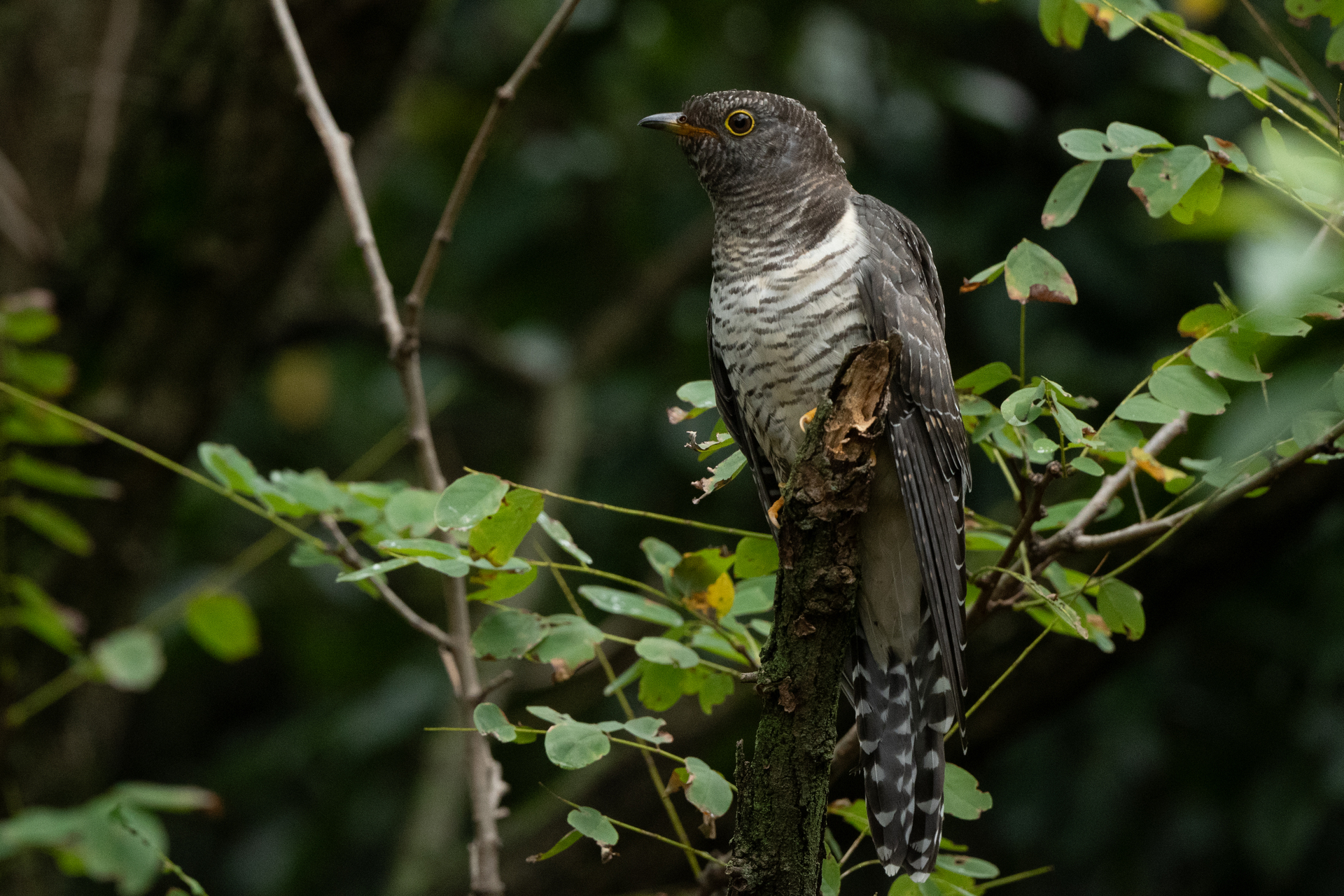 2023年10月9日 地元の公園でホトトギス、コサメビタキ: 還暦過ぎオヤジの花、鳥、月、風2