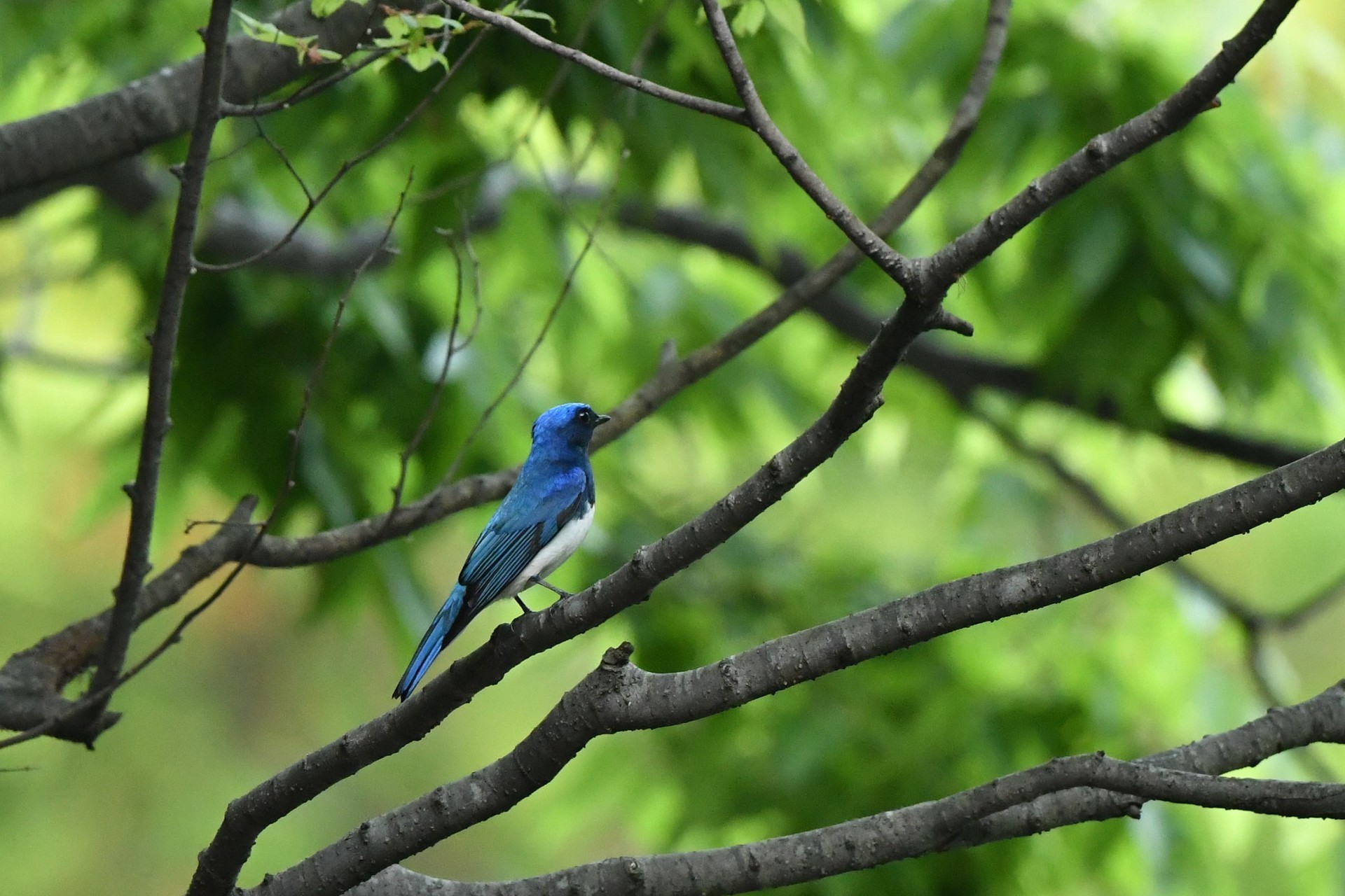 2023年4月20日 南港野鳥園。その2。オオルリ、カラアカハラ他: 還暦過ぎオヤジの花、鳥、月、風2