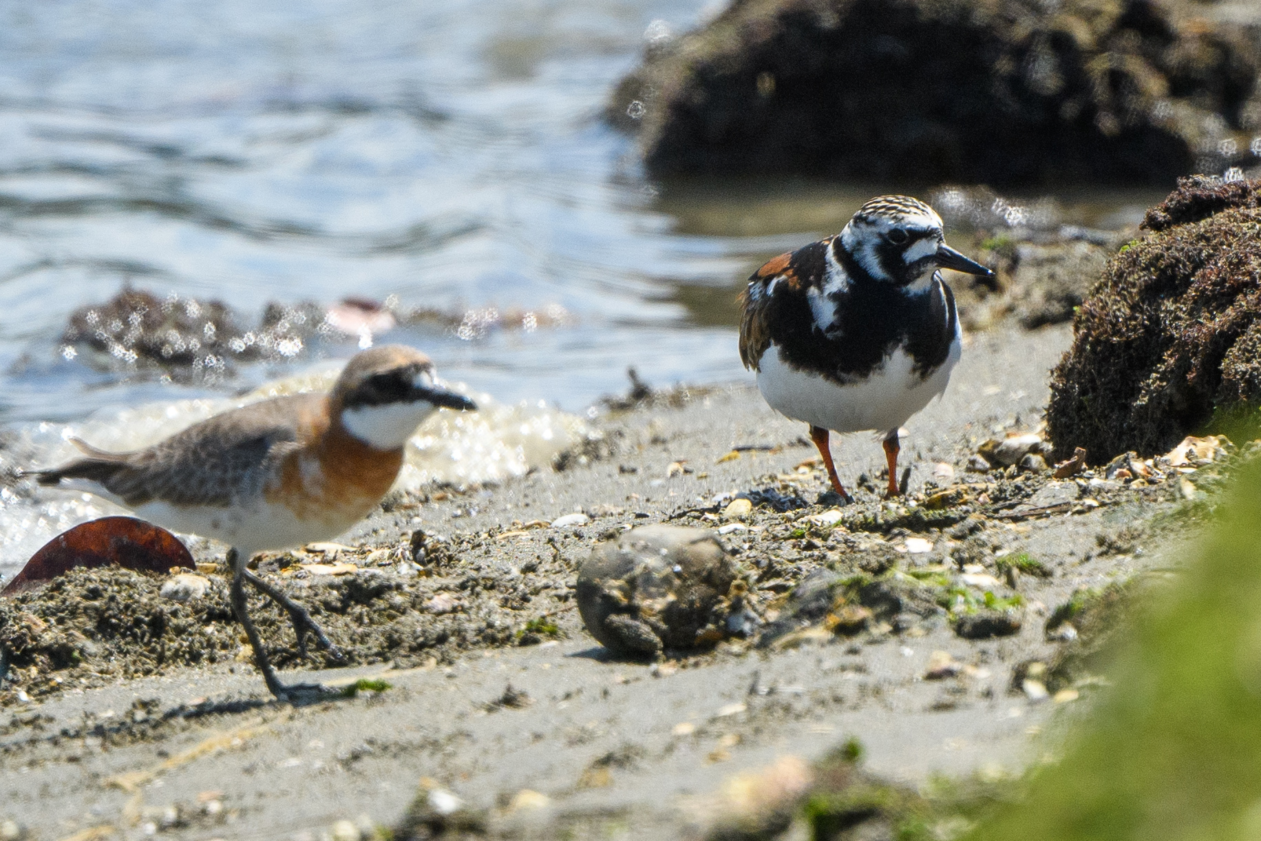 2025年4月29日 和歌山市の海岸でキョウジョシギ、メダイチドリ他: 還暦過ぎオヤジの花、鳥、月、風2