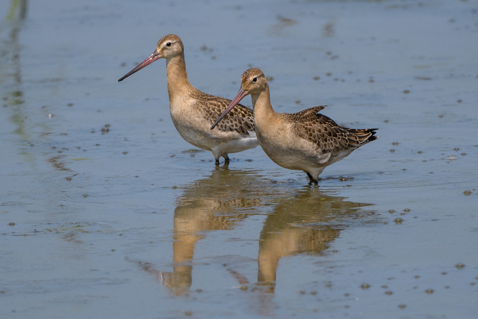 2025年8月31日 京都府南部の田園 その1 オグロシギ: 還暦過ぎオヤジの花、鳥、月、風2