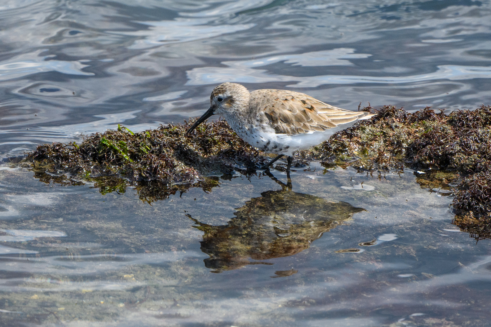 2025年3月30日 和歌山市の海岸でハマシギ: 還暦過ぎオヤジの花、鳥、月、風2