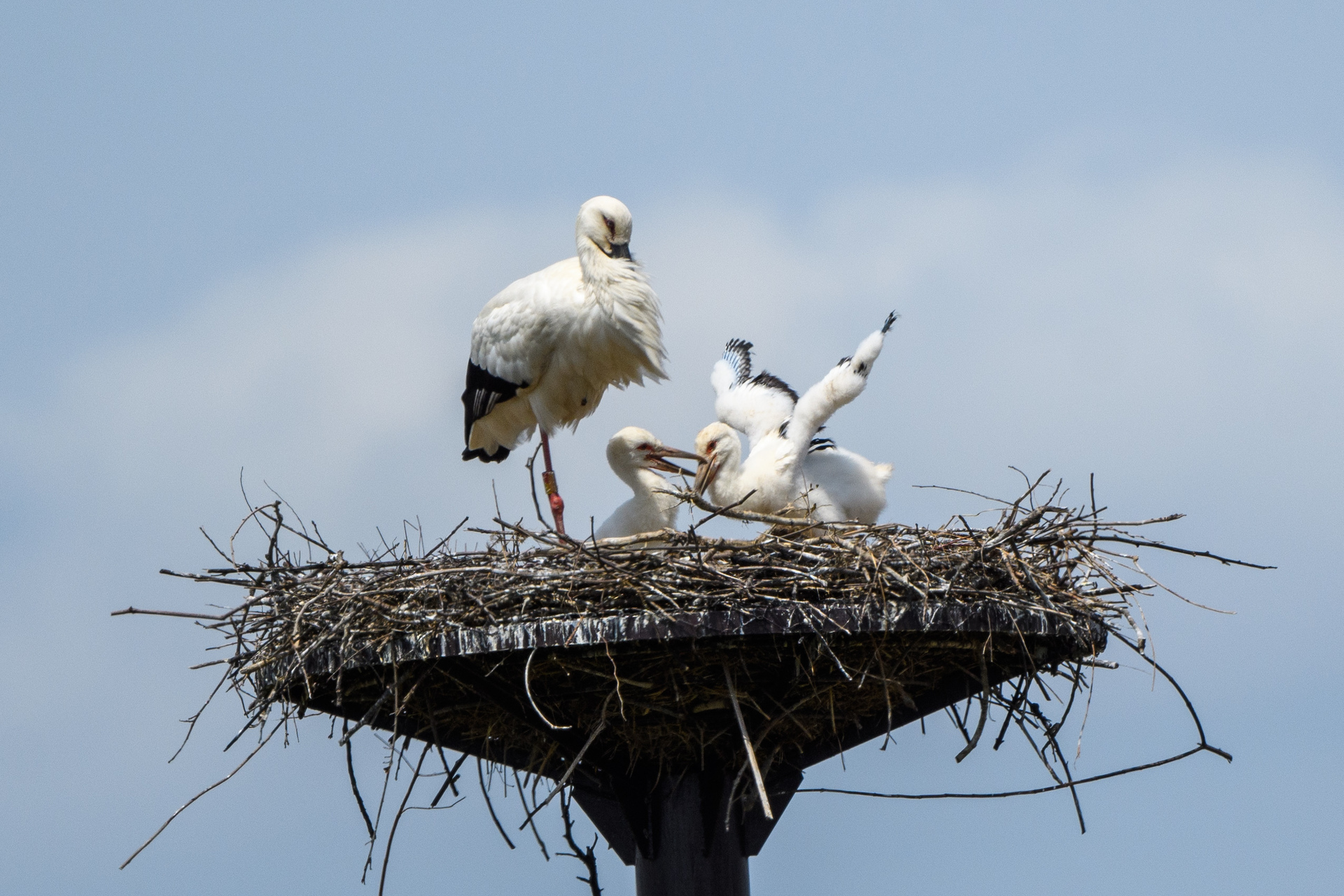 2024年4月11日 稲美町でコウノトリの子育て: 還暦過ぎオヤジの花、鳥、月、風2