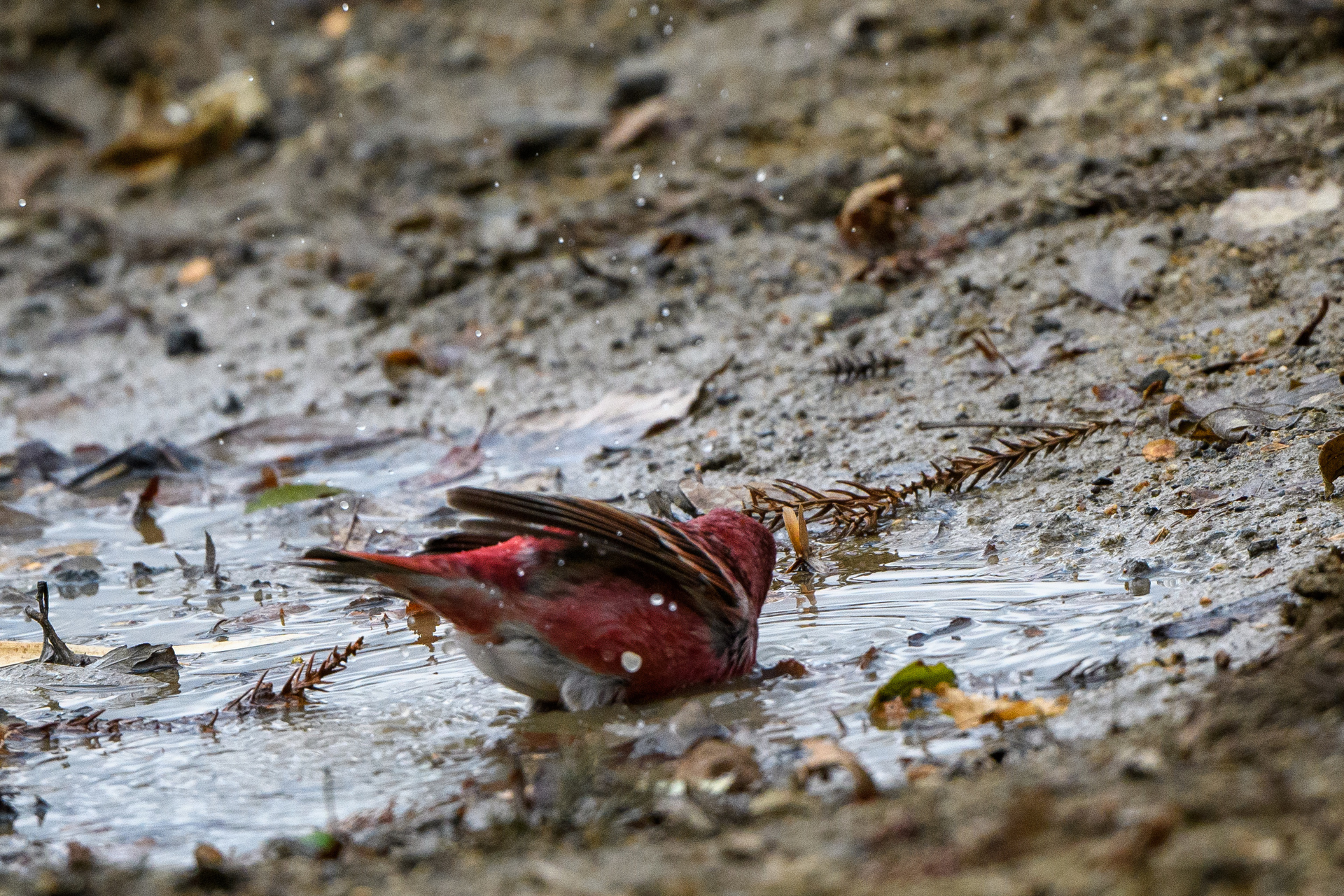 2024年4月11日 稲美町でコウノトリの子育て: 還暦過ぎオヤジの花、鳥、月、風2