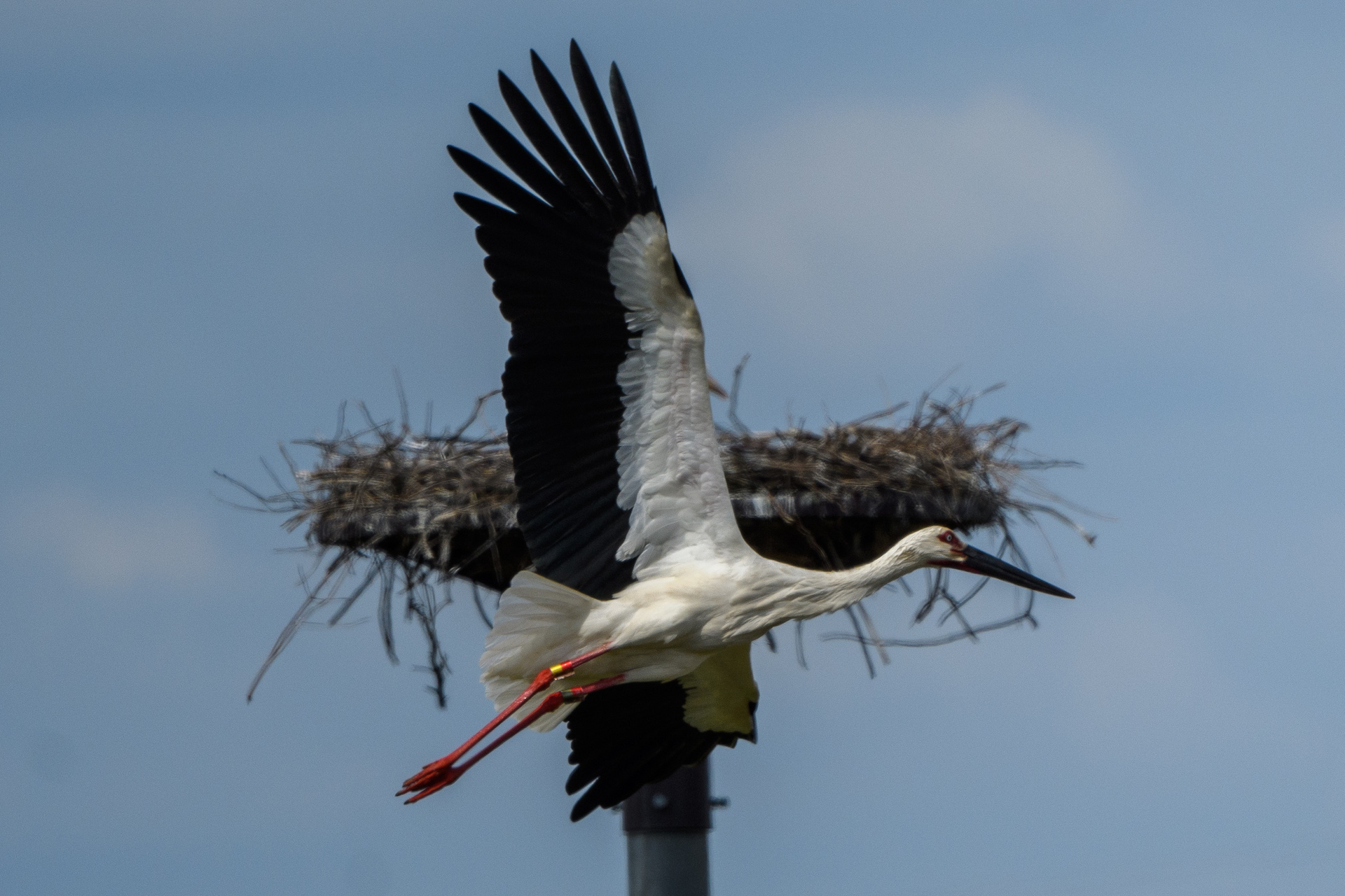 2024年4月11日 稲美町でコウノトリの子育て: 還暦過ぎオヤジの花、鳥、月、風2