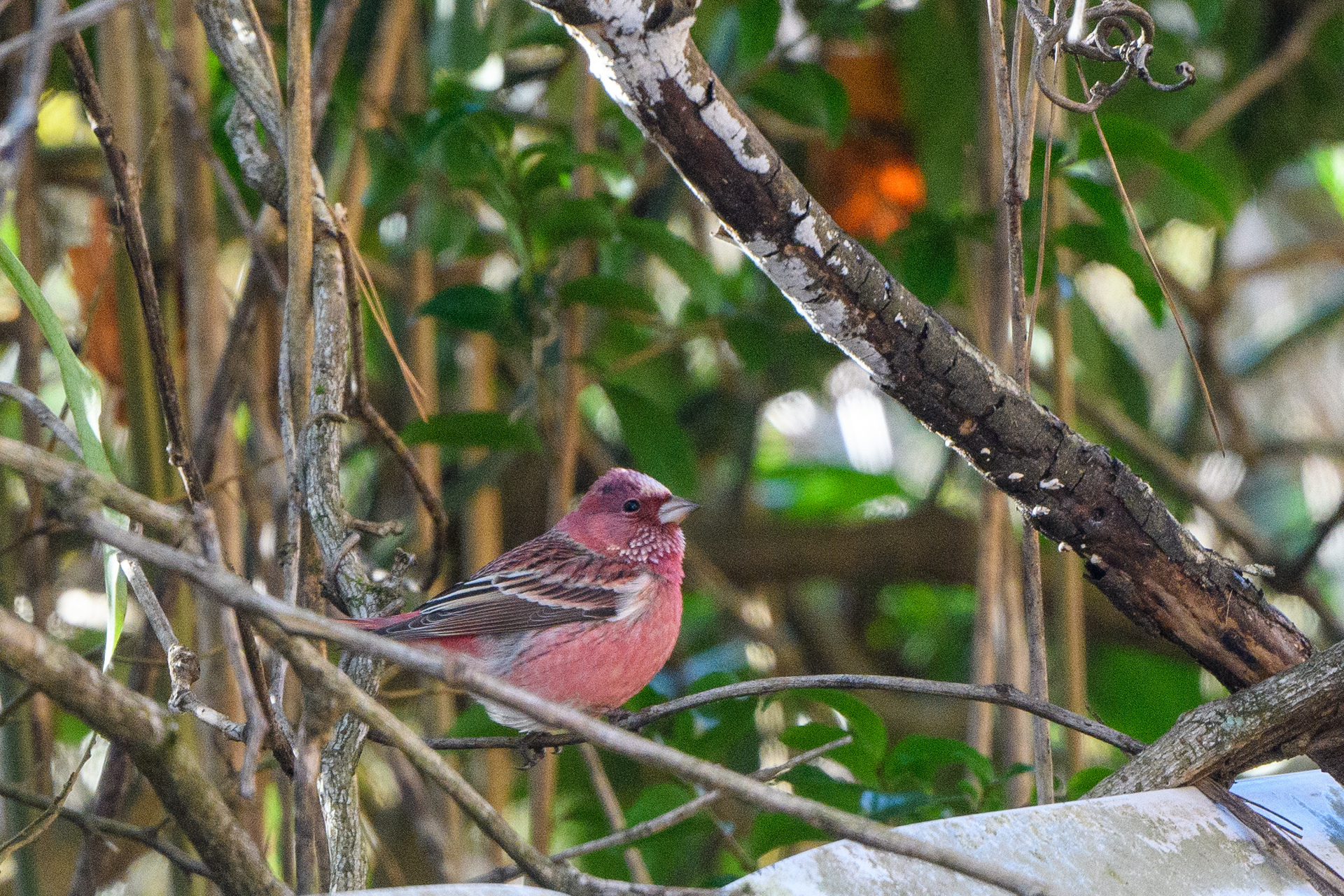 2025年12月13日 和泉葛城山でオオマシコ、ルリビタキ、ウソ: 還暦過ぎオヤジの花、鳥、月、風2