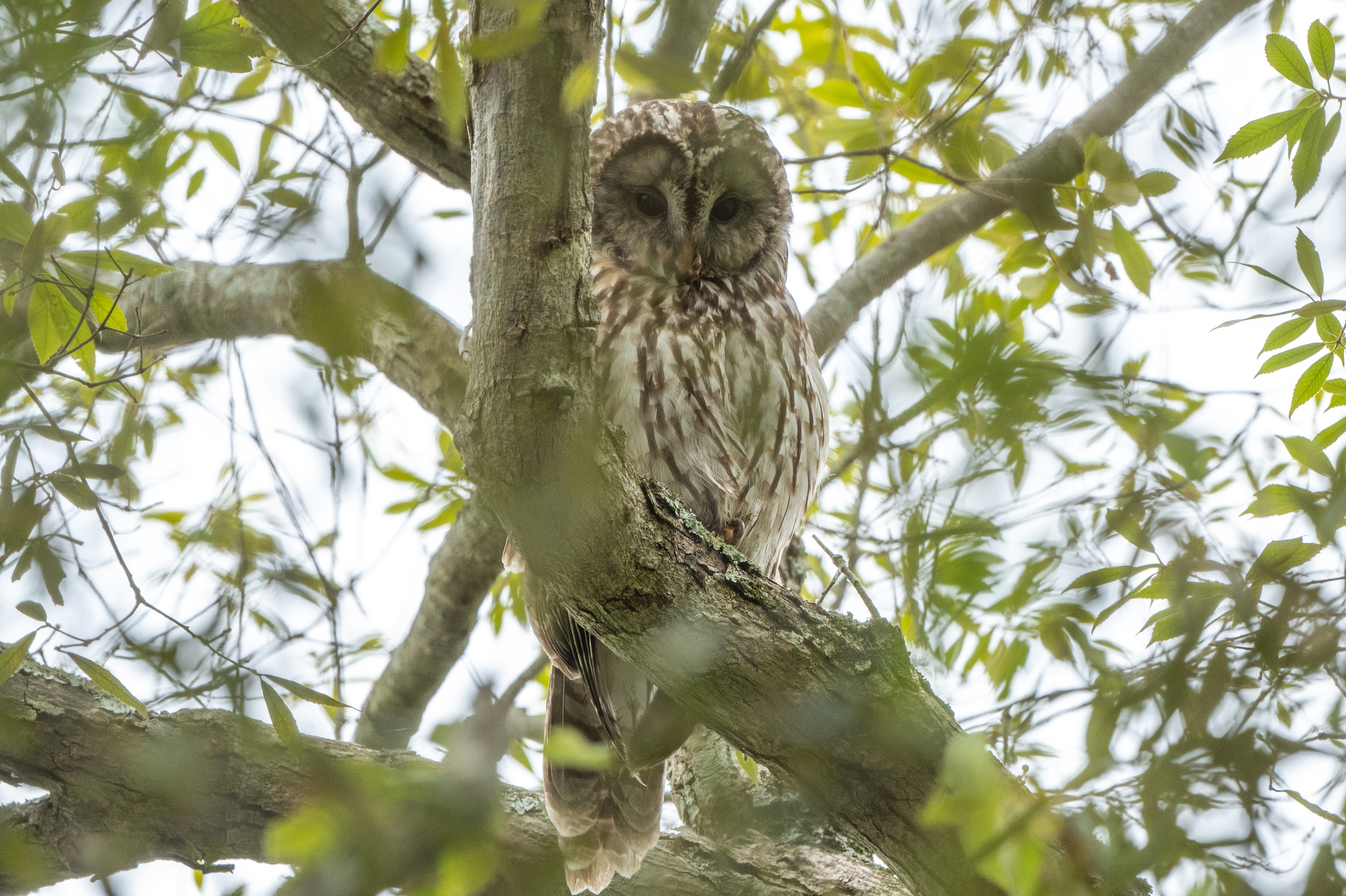 2023年5月27日 紀の川市の神社でフクロウ: 還暦過ぎオヤジの花、鳥、月、風2