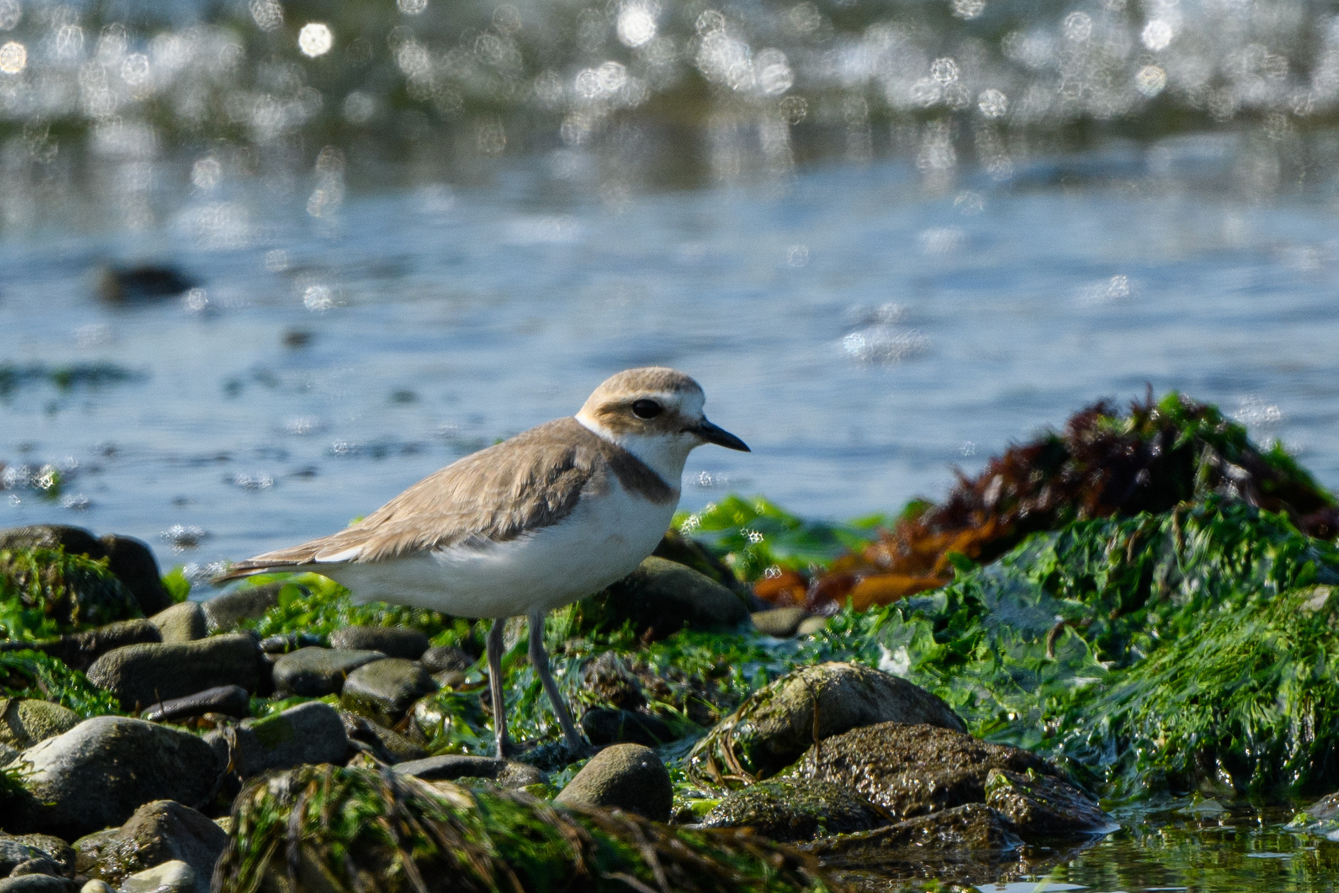 2025年4月29日 男里川河口でキョウジョシギ、トウネン他: 還暦過ぎオヤジの花、鳥、月、風2