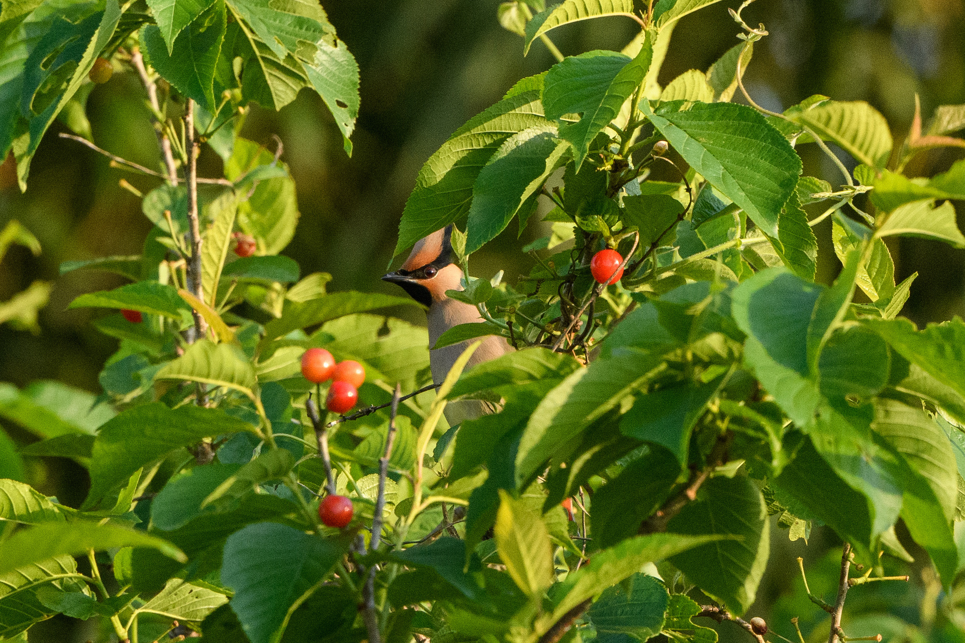 2025年4月29日 男里川河口でキョウジョシギ、トウネン他: 還暦過ぎオヤジの花、鳥、月、風2