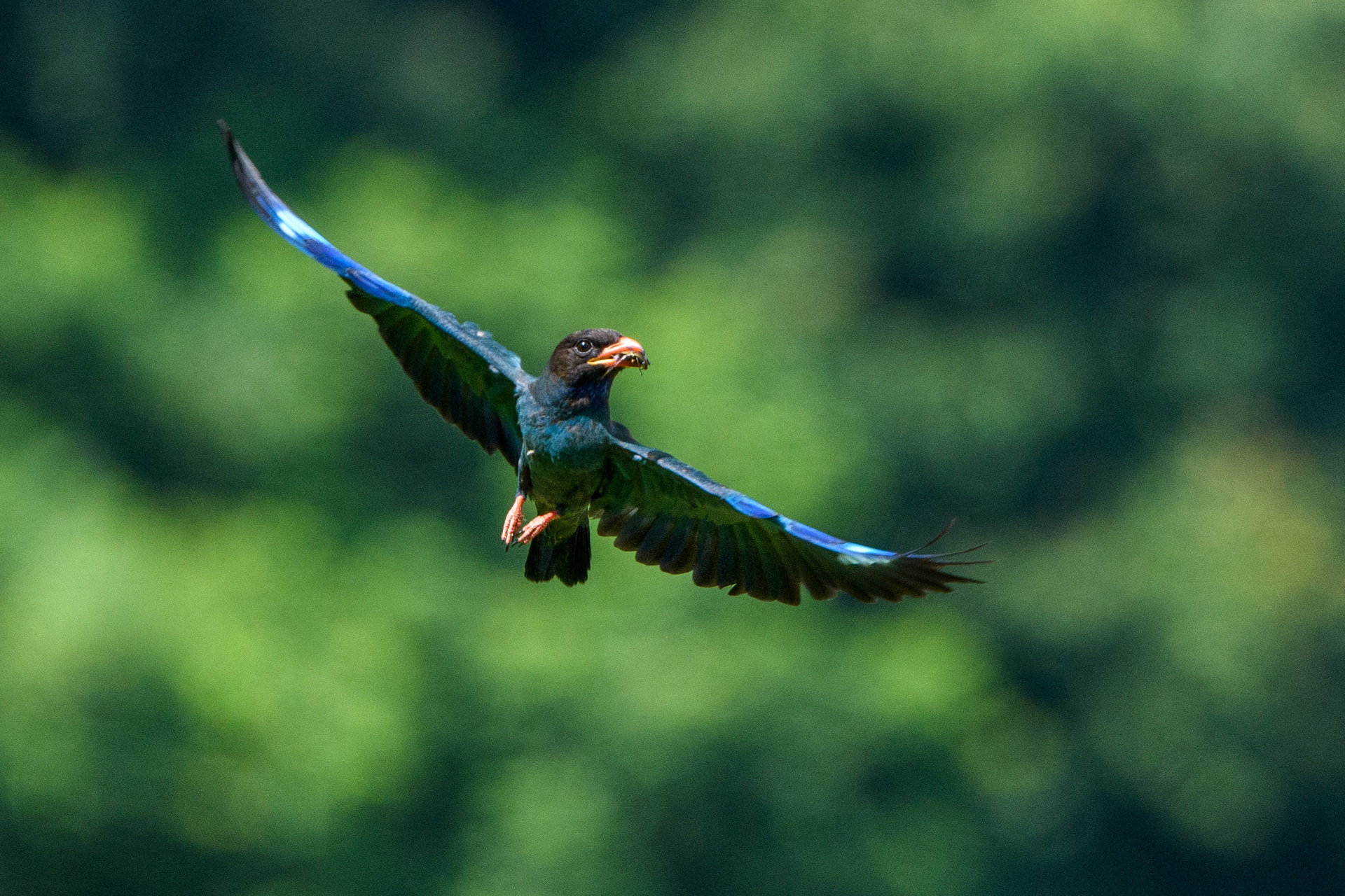 2025年7月22日 吉備中央町（横山様）のブッポウソウ その2 育児行動: 還暦過ぎオヤジの花、鳥、月、風2