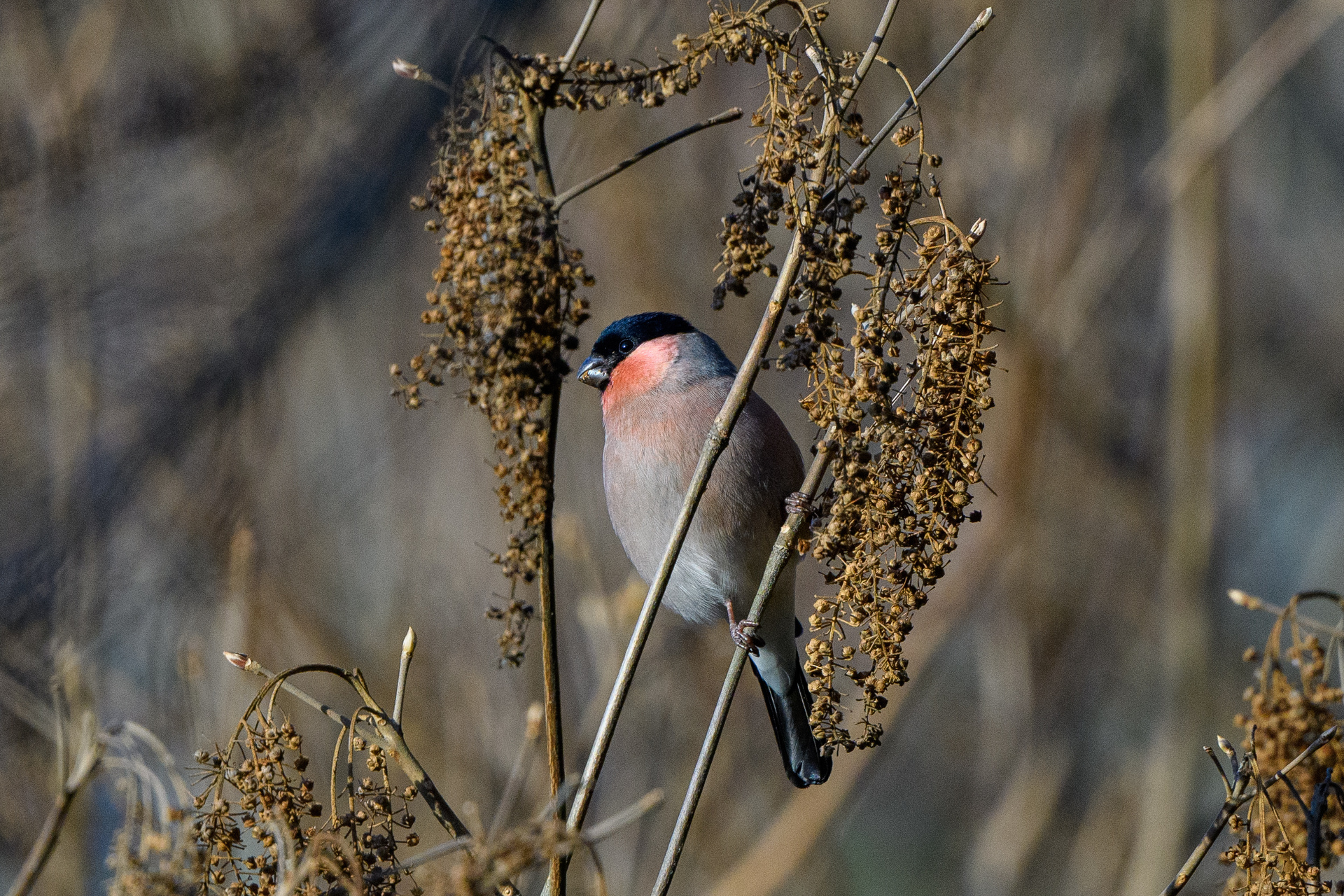 2025年12月13日 和泉葛城山でオオマシコ、ルリビタキ、ウソ: 還暦過ぎオヤジの花、鳥、月、風2