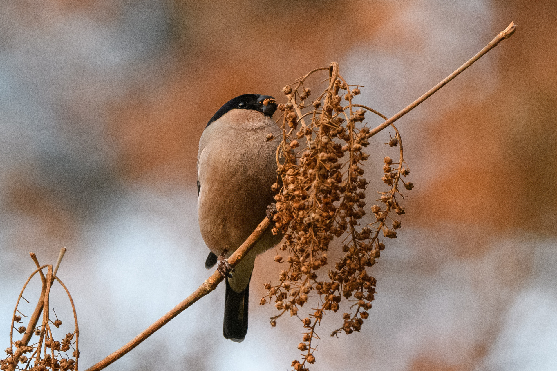 2025年12月13日 和泉葛城山でオオマシコ、ルリビタキ、ウソ: 還暦過ぎオヤジの花、鳥、月、風2