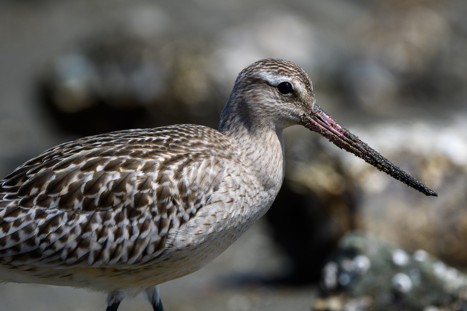 2025年9月7日 和歌山市の海岸でオオソリハシシギ: 還暦過ぎオヤジの花、鳥、月、風2