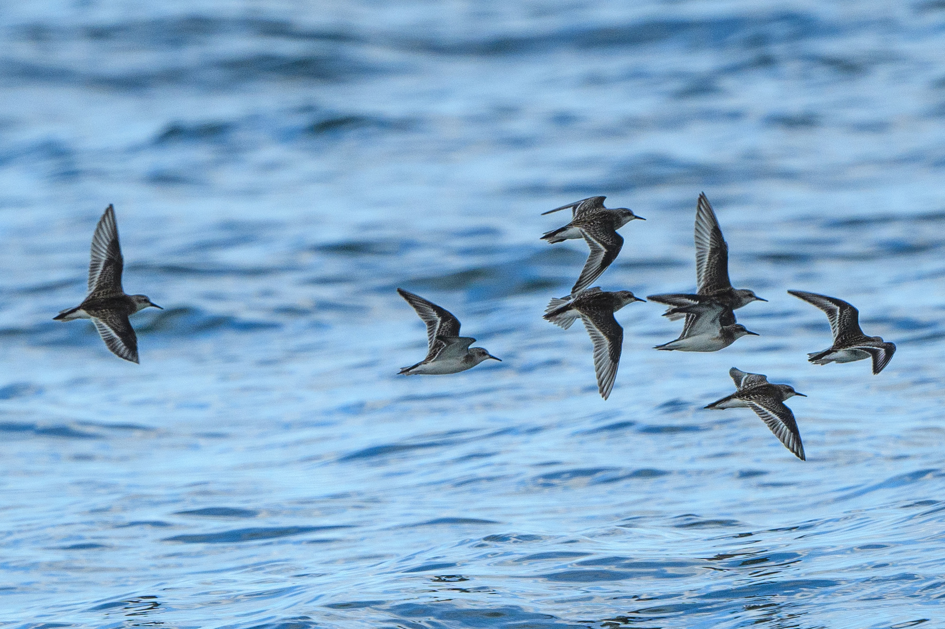 2024年9月14日 男里川河口でトウネン、メダイチドリ*: 還暦過ぎオヤジの花、鳥、月、風2