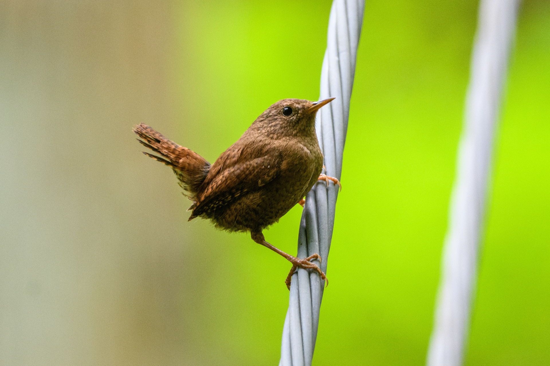 2025年6月8日 金剛山登山道でミソサザイ: 還暦過ぎオヤジの花、鳥、月、風2