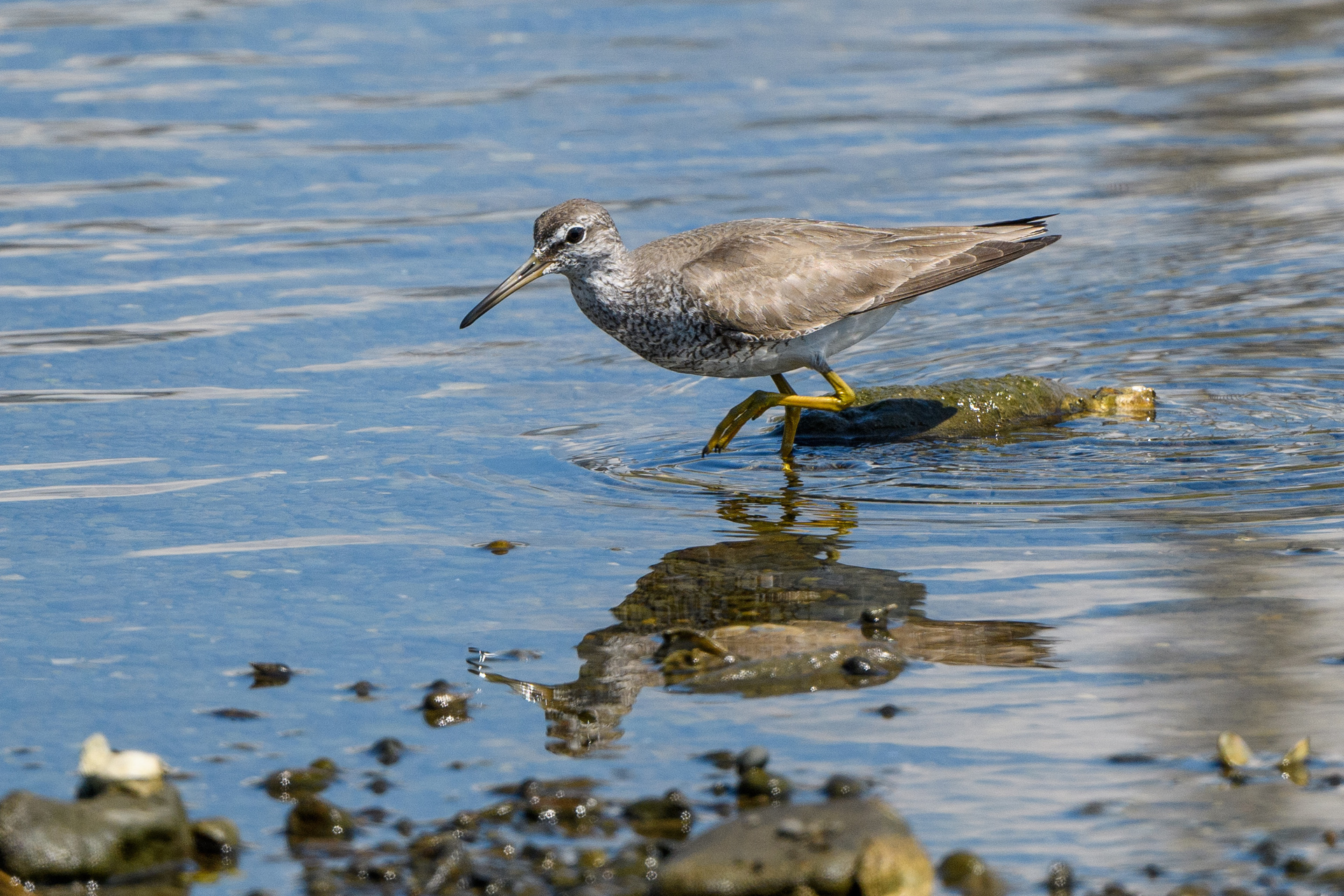 2025年9月7日 男里川河口でオオメダイチドリ、オバシギ他: 還暦過ぎオヤジの花、鳥、月、風2