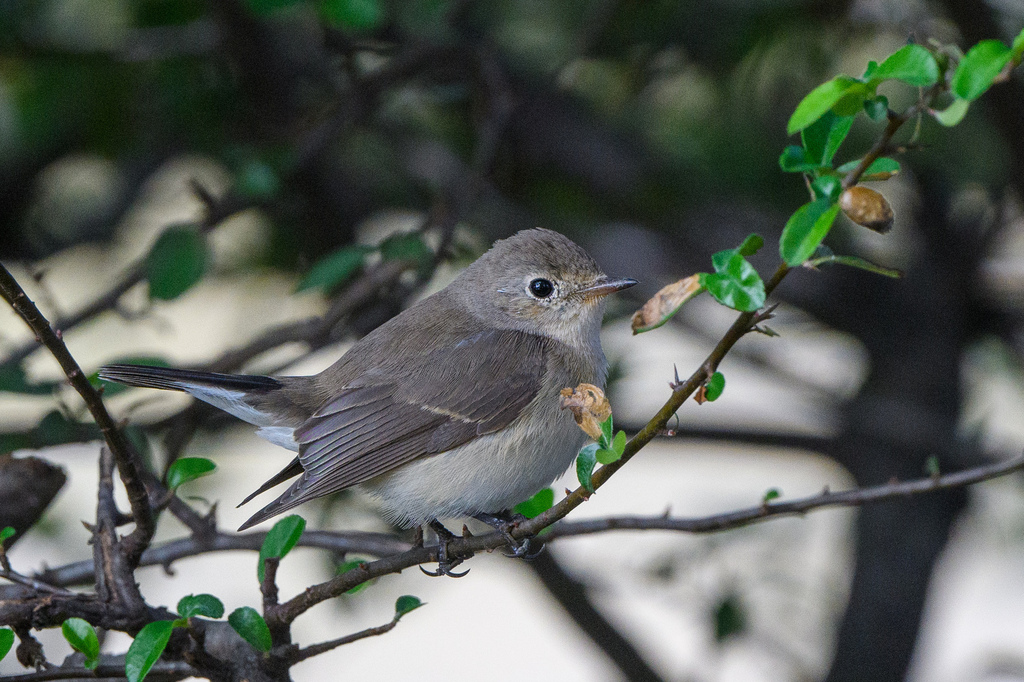 2025年12月14日 大阪市内の公園でニシオジロビタキ: 還暦過ぎオヤジの花、鳥、月、風2