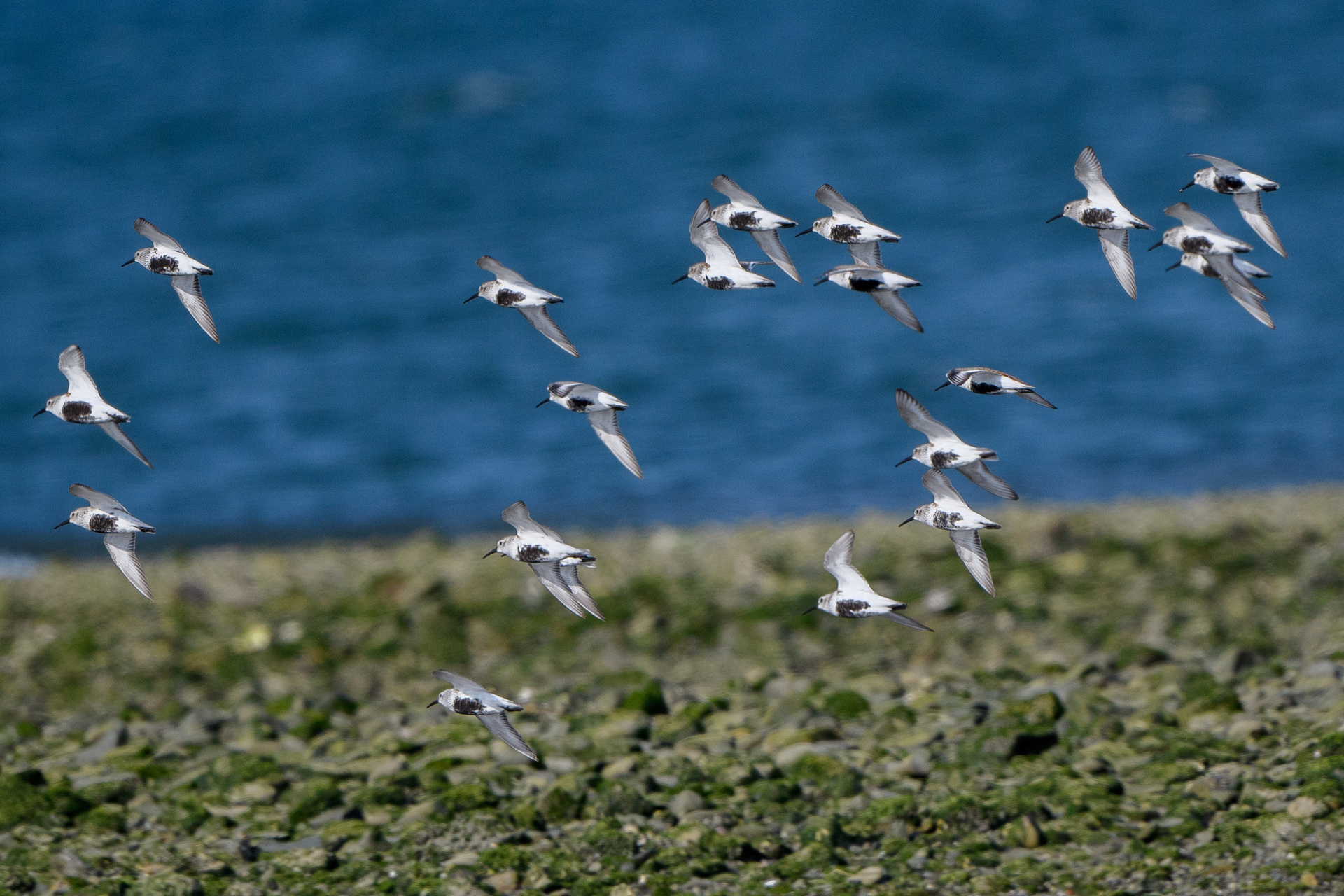 2025年5月3日 男里川河口でオオソリハシシギ、キョウジョシギ、ミユビシギ他: 還暦過ぎオヤジの花、鳥、月、風2