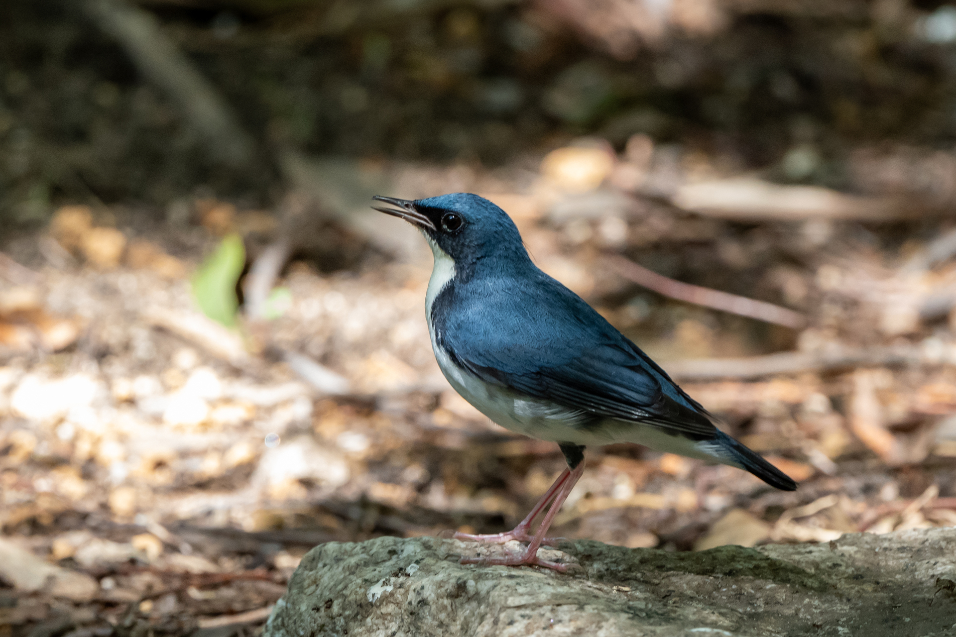 2023年8月27日 大阪城公園でコルリ: 還暦過ぎオヤジの花、鳥、月、風2