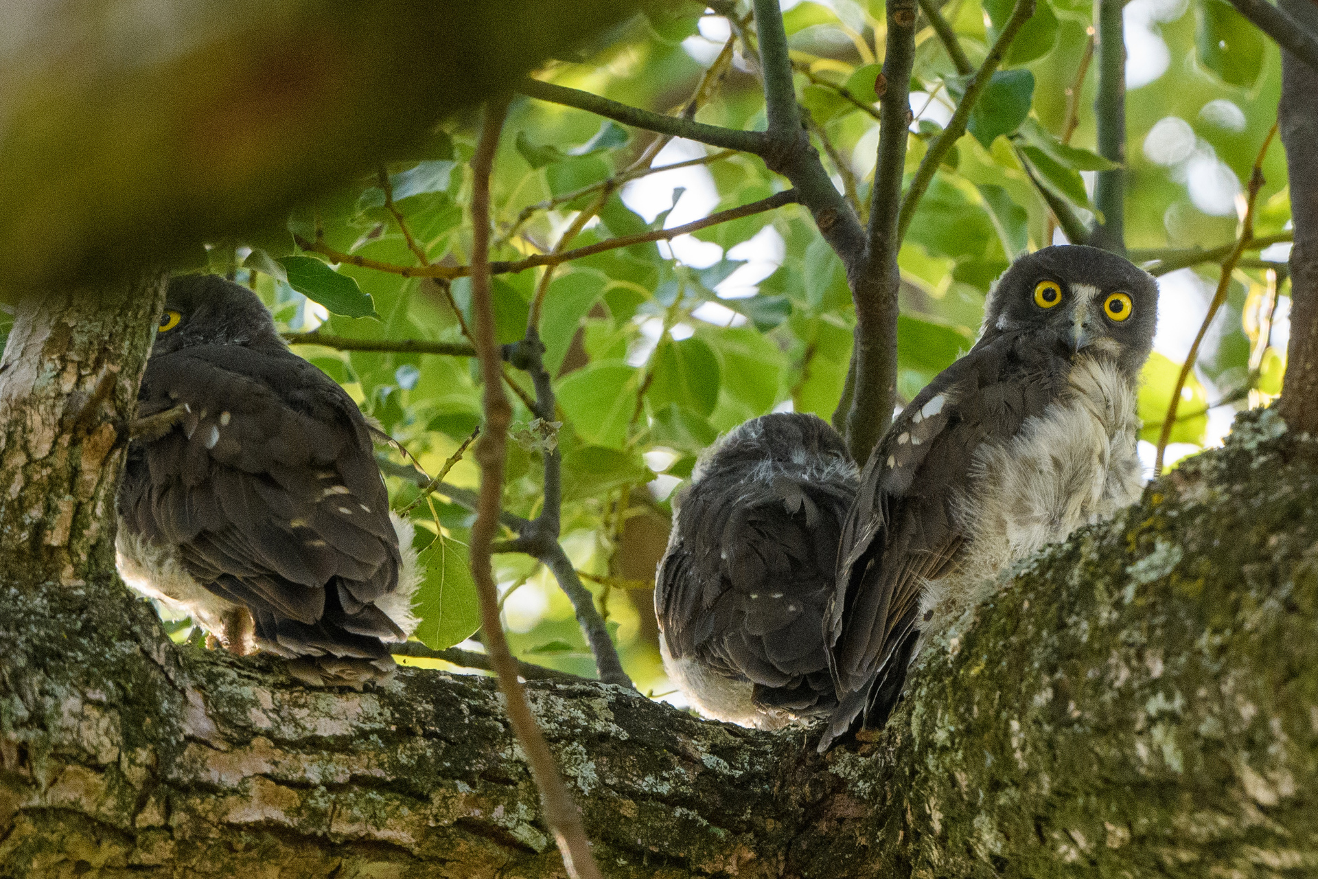 2025年7月26日 泉南鎮守の杜でアオバズクのヒナ: 還暦過ぎオヤジの花、鳥、月、風2