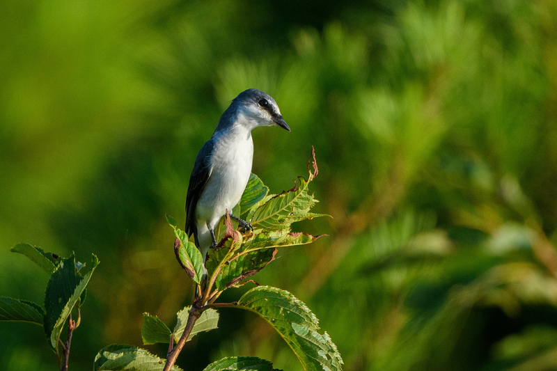 2024年8月11日 和泉葛城山でコサメビタキ、サンショウクイ その1: 還暦過ぎオヤジの花、鳥、月、風2