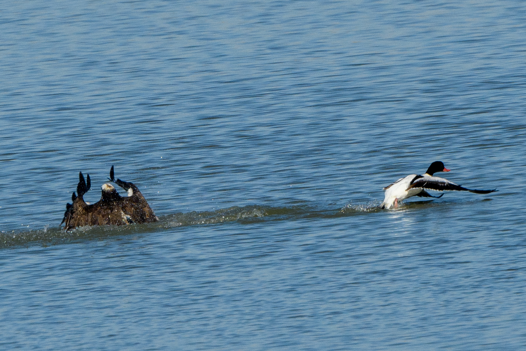 2025年1月18日 岸和田のため池でコウノトリ、ミサゴ その4: 還暦過ぎオヤジの花、鳥、月、風2