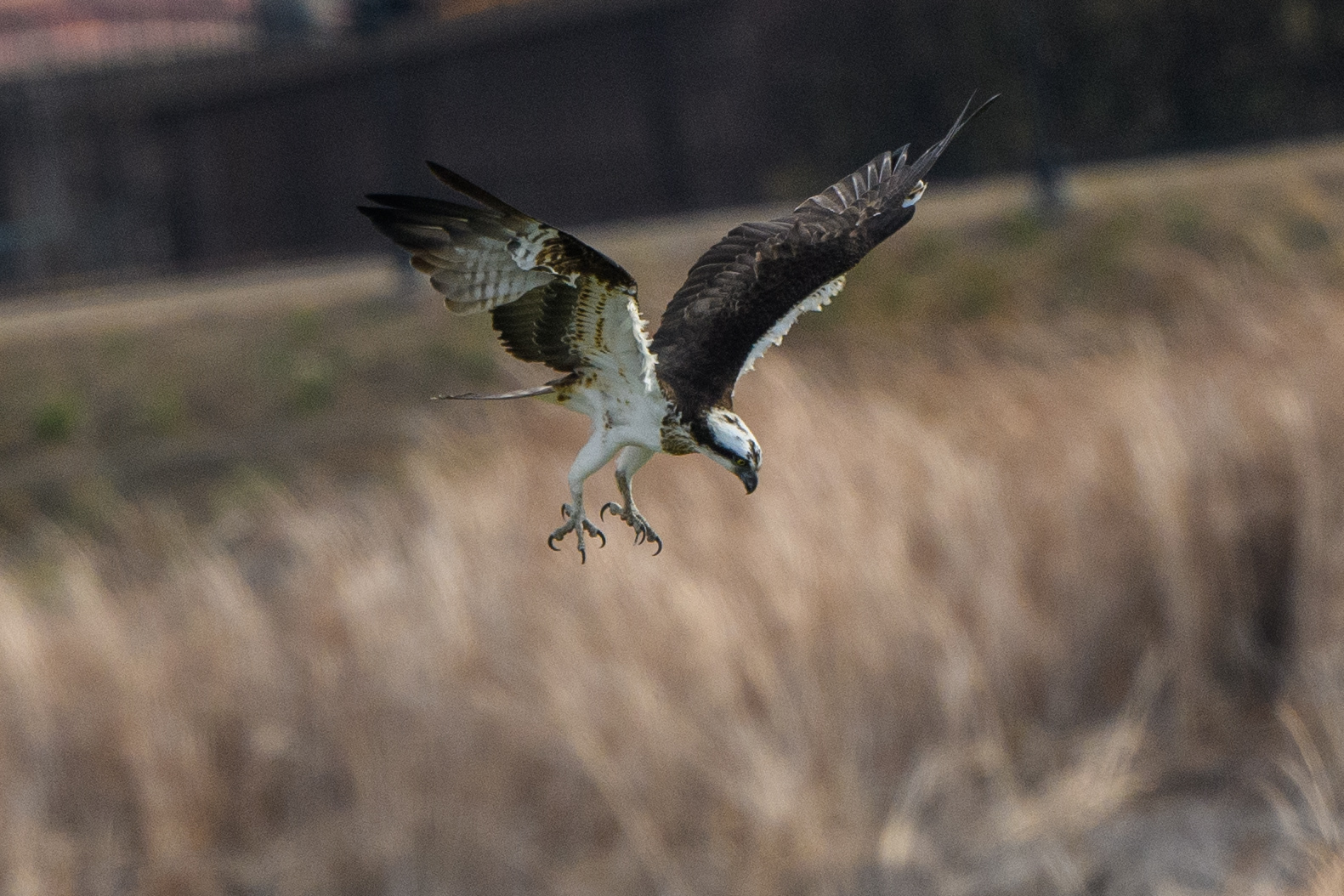 2025年9月7日 男里川河口でオオメダイチドリ、オバシギ他: 還暦過ぎオヤジの花、鳥、月、風2