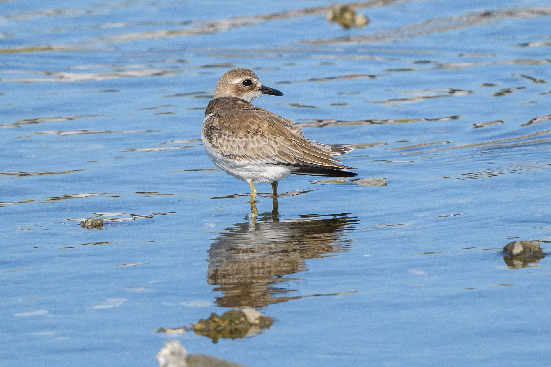 2025年9月7日 男里川河口でオオメダイチドリ、オバシギ他: 還暦過ぎオヤジの花、鳥、月、風2