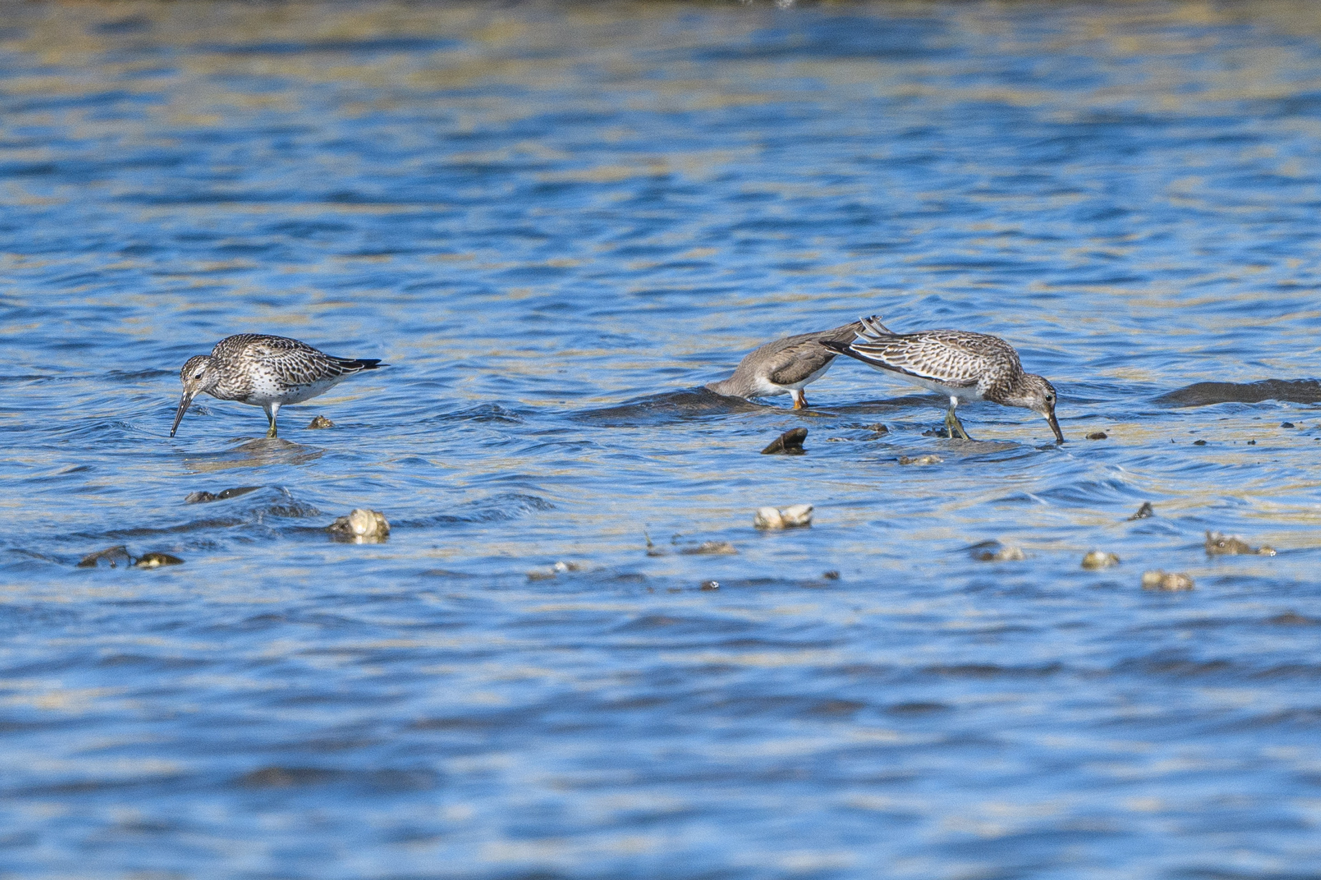 2025年9月7日 男里川河口でオオメダイチドリ、オバシギ他: 還暦過ぎオヤジの花、鳥、月、風2
