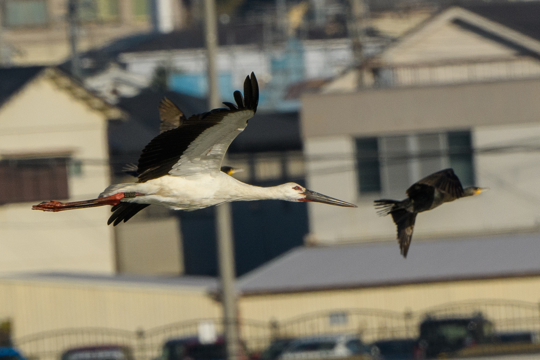 2025年1月18日 岸和田のため池でコウノトリ、ミサゴ その4: 還暦過ぎオヤジの花、鳥、月、風2