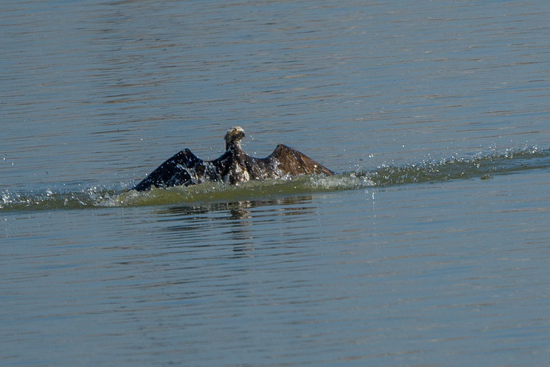 2025年1月19日 岸和田のため池でミサゴ、コウノトリ その5: 還暦過ぎオヤジの花、鳥、月、風2