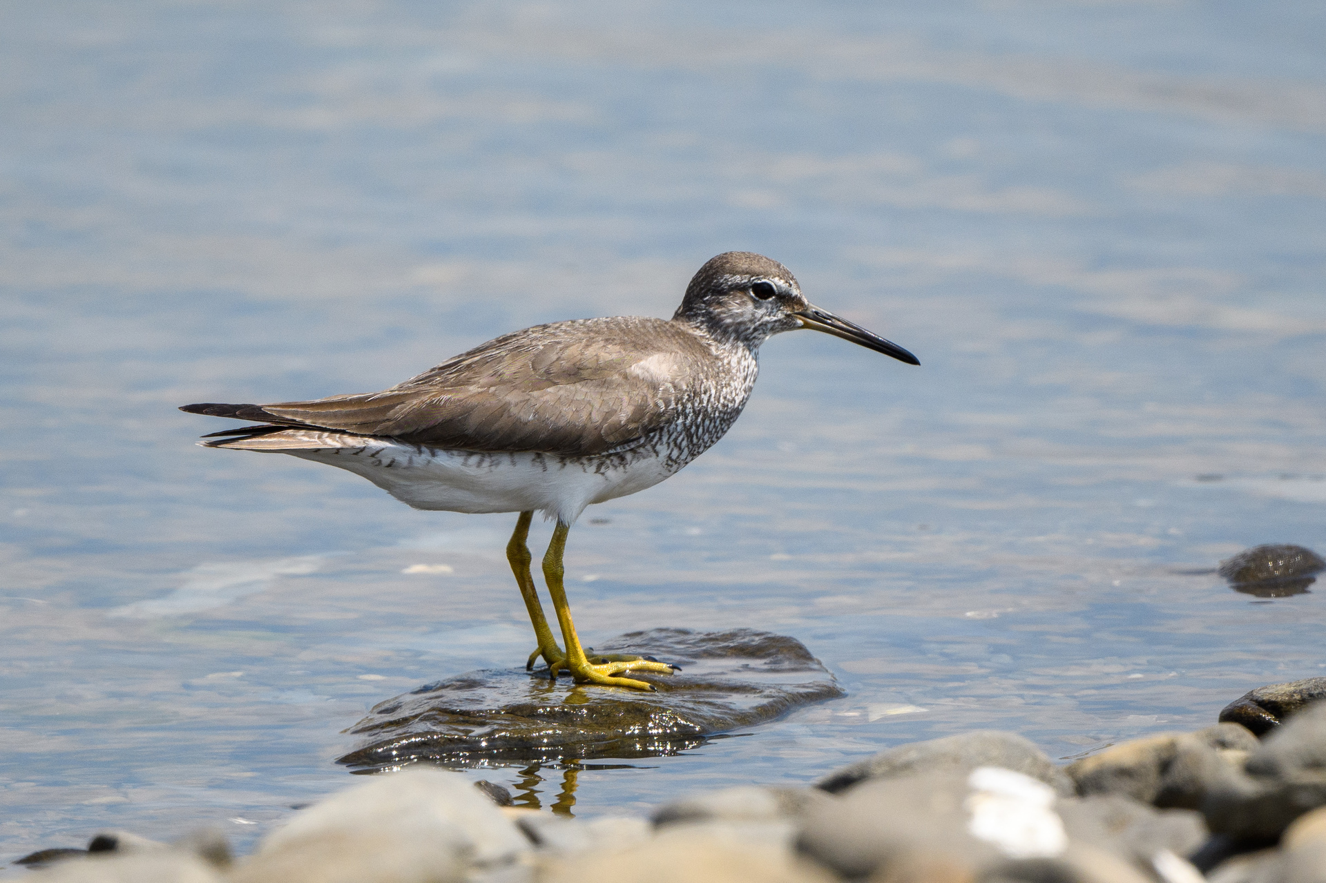 2025年8月2，3日 男里川河口でトウネン、キョウジョシギ他: 還暦過ぎオヤジの花、鳥、月、風2