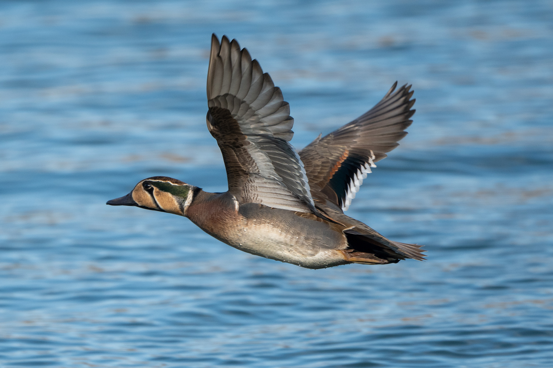 2025年1月3日 岸和田の丘陵公園でトモエガモ、クロジ、トラツグミ他: 還暦過ぎオヤジの花、鳥、月、風2