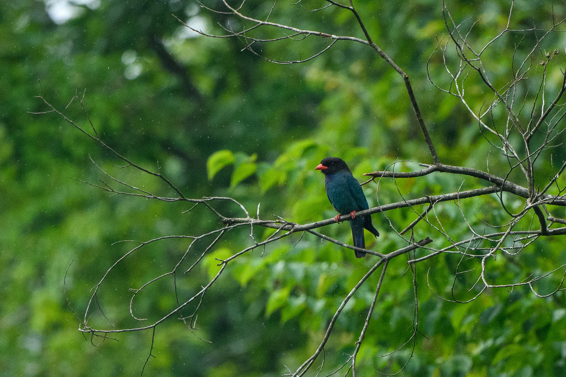 2024年7月15日、16日 吉備中央町のブッポウソウ（道の駅）: 還暦過ぎオヤジの花、鳥、月、風2