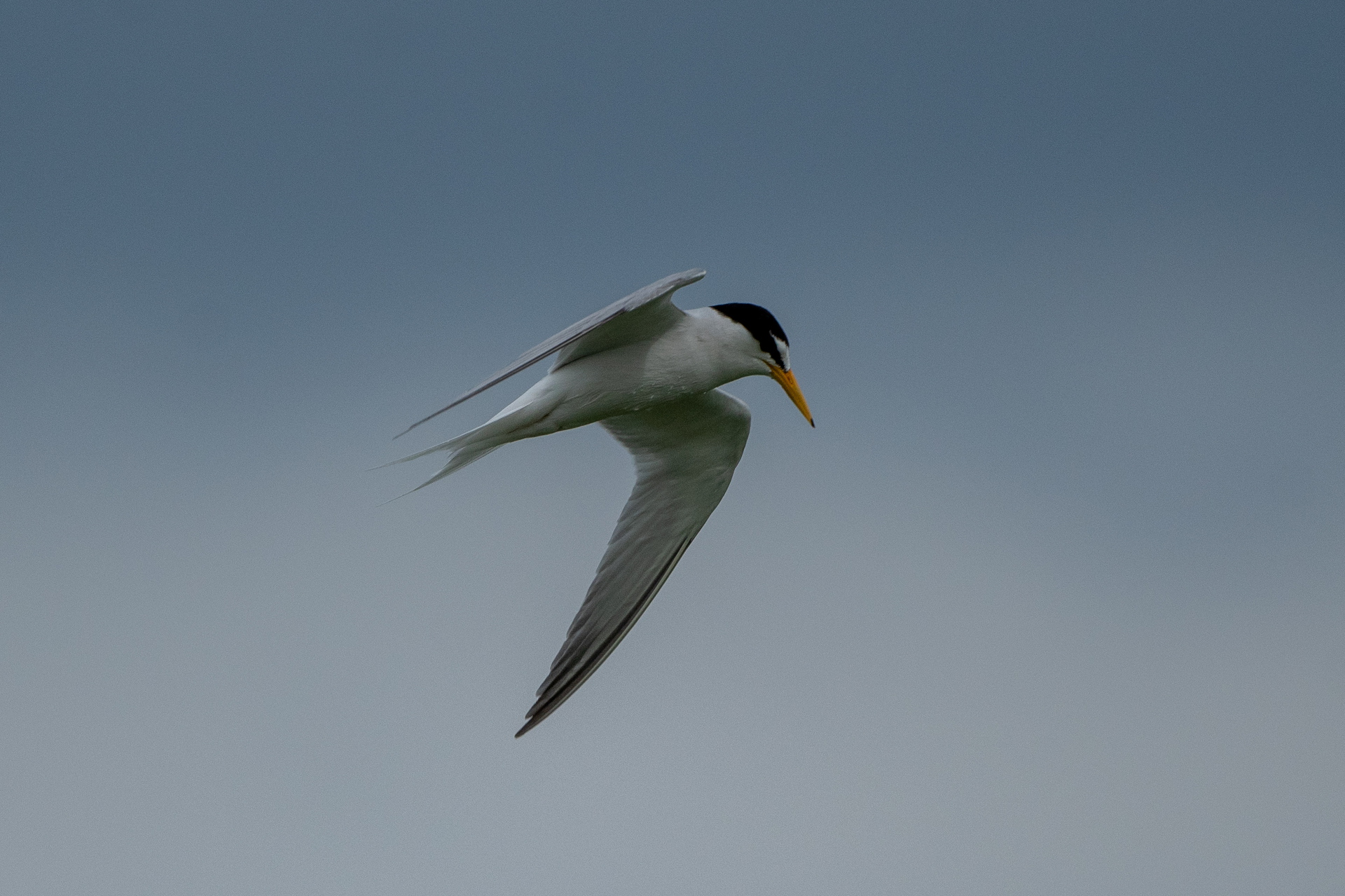 2023年5月28日 奈良市の古都遺跡周辺でコアジサシ: 還暦過ぎオヤジの花、鳥、月、風2