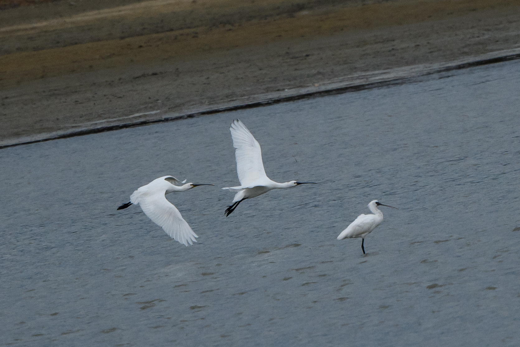 2024年12月14日 岸和田のため池でクロツラヘラサギ、ヘラサギ、オジロトウネン: 還暦過ぎオヤジの花、鳥、月、風2
