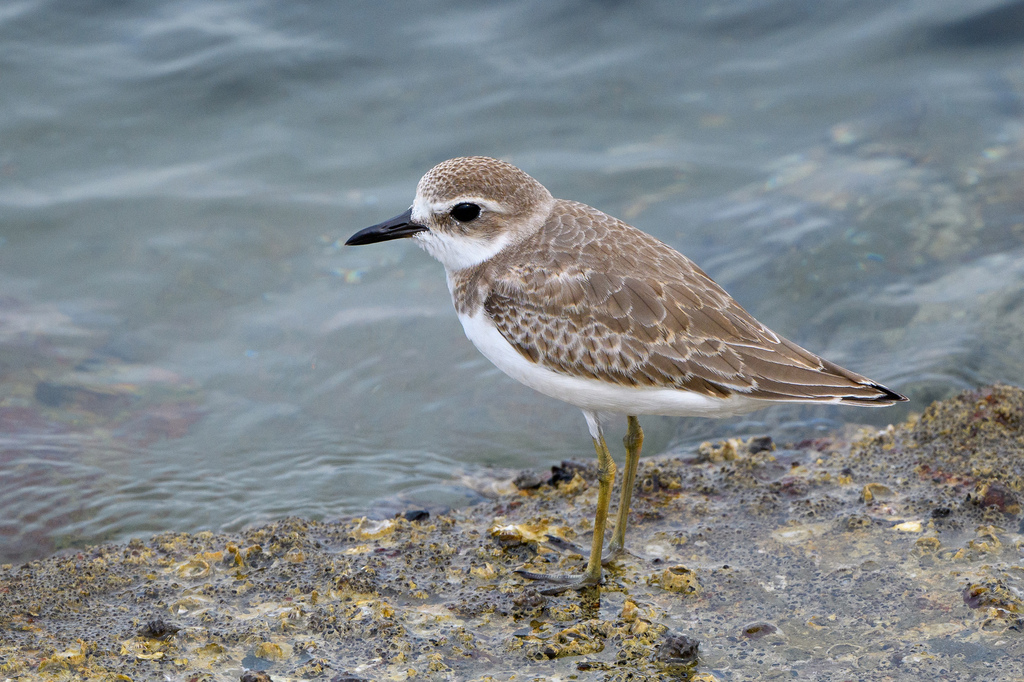 2025年9月15日 和歌山市の海岸でオオソリハシシギ、ソリハシシギ他: 還暦過ぎオヤジの花、鳥、月、風2