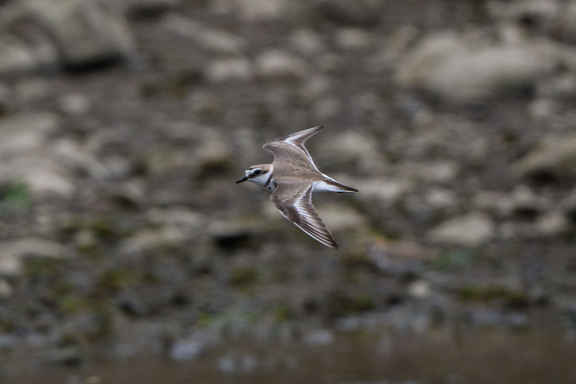 2025年5月11日 その2 シロチドリのヒナ: 還暦過ぎオヤジの花、鳥、月、風2