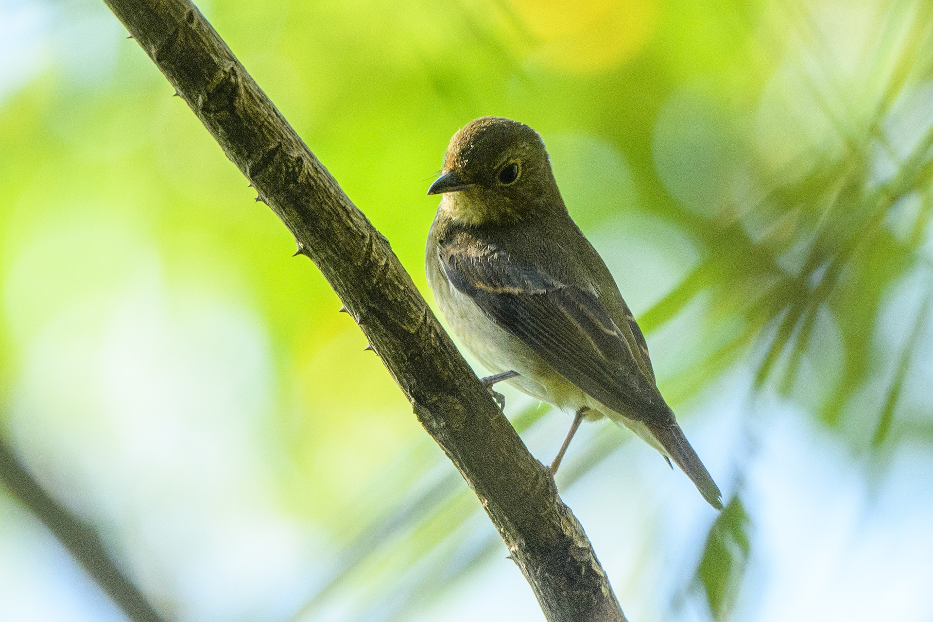 2024年10月14日 和泉葛城山でアオゲラ、オオアカゲラ、コジュケイ他: 還暦過ぎオヤジの花、鳥、月、風2