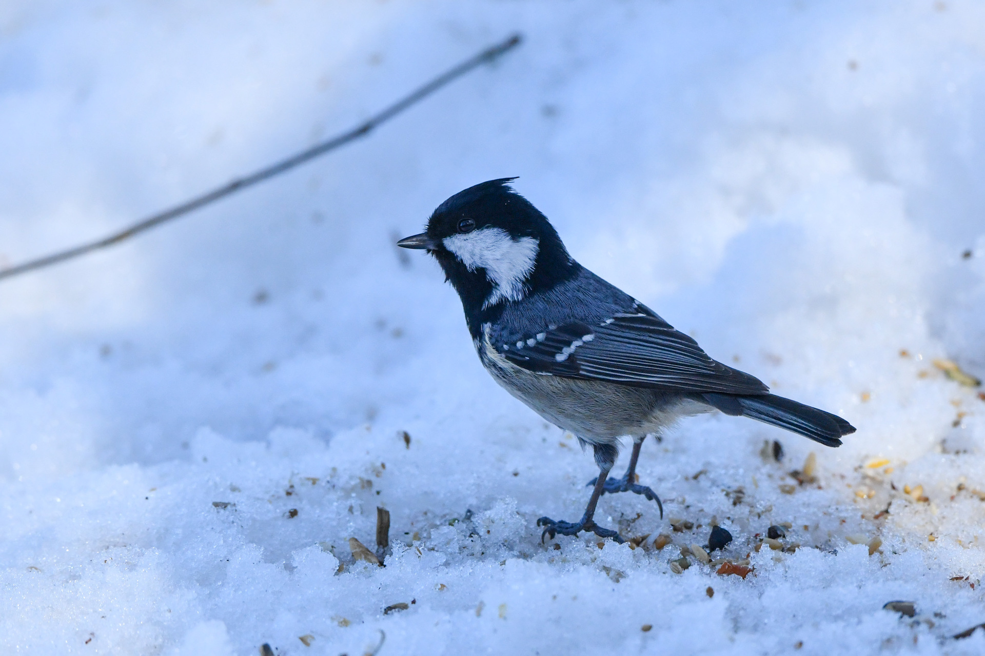2023年2月5日 金剛山でルリビタキ、アオゲラ他: 還暦過ぎオヤジの花、鳥、月、風2