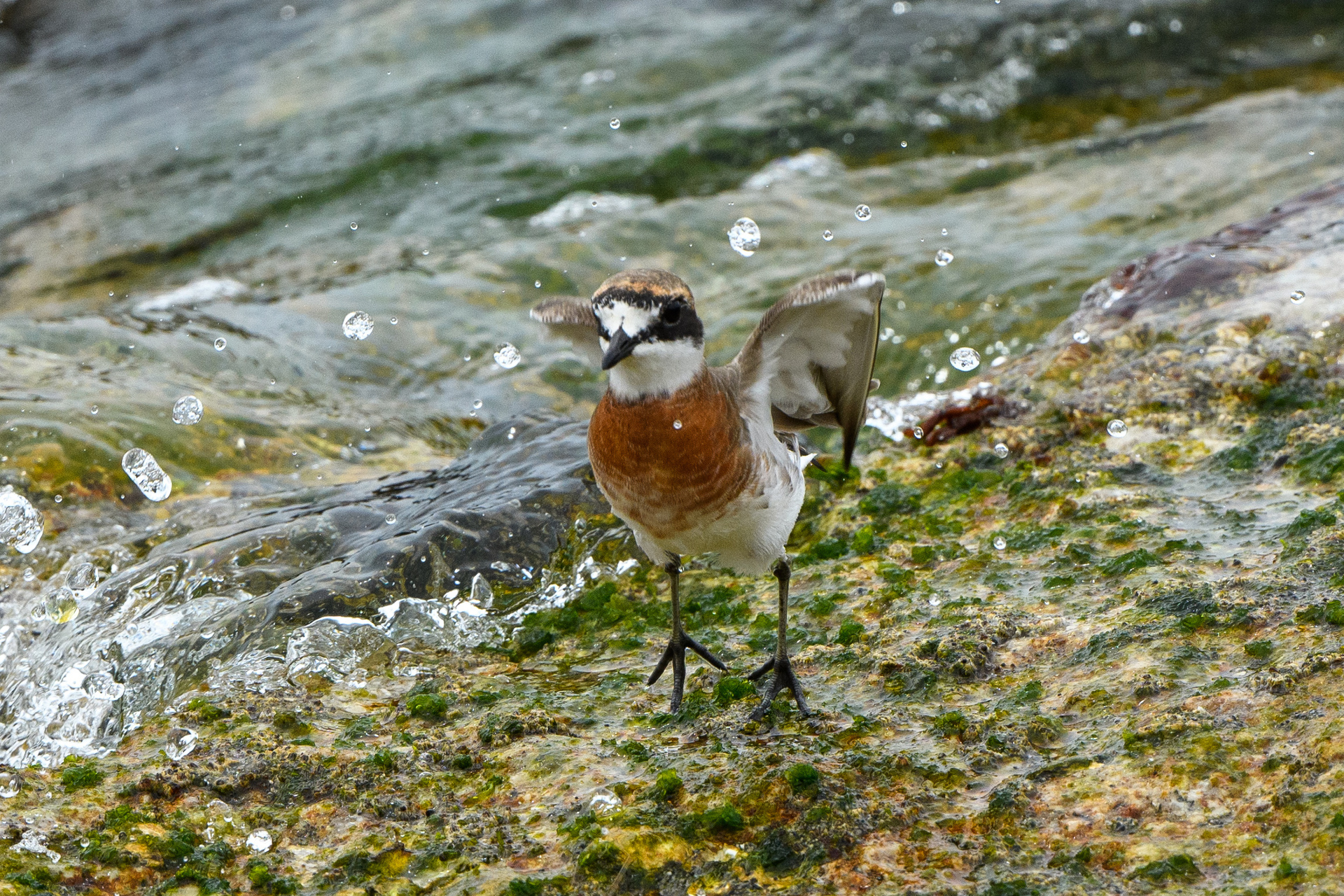 2025年4月20日 和歌山市の海岸でハマシギ、メダイチドリ: 還暦過ぎオヤジの花、鳥、月、風2