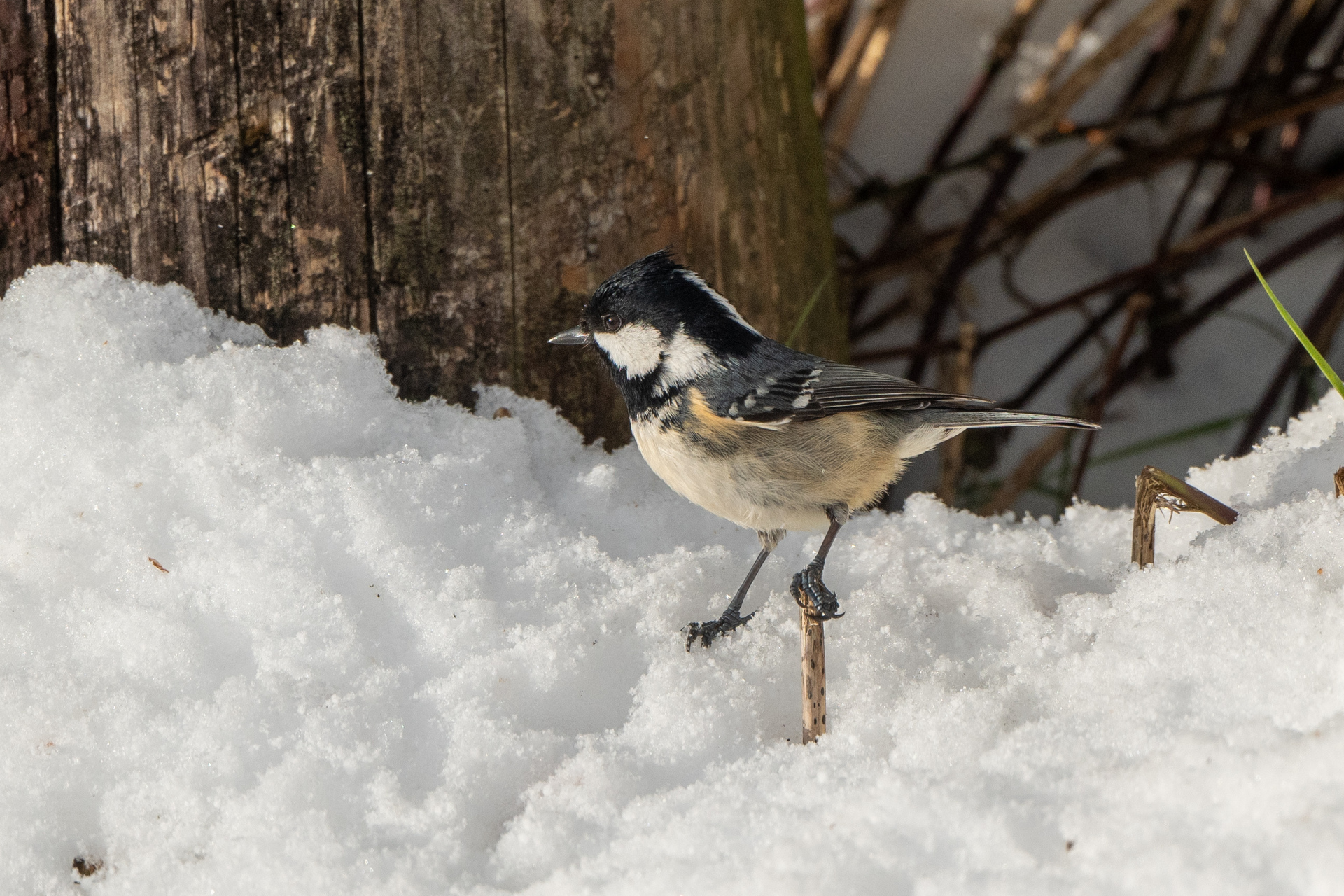 2024年12月15日 金剛山でカケス、ウソ他: 還暦過ぎオヤジの花、鳥、月、風2