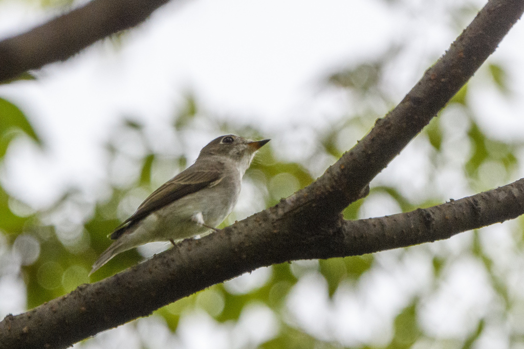 2025年9月20日 地元の公園でオオルリ（メス）、キビタキ（メス）、コサメビタキ: 還暦過ぎオヤジの花、鳥、月、風2