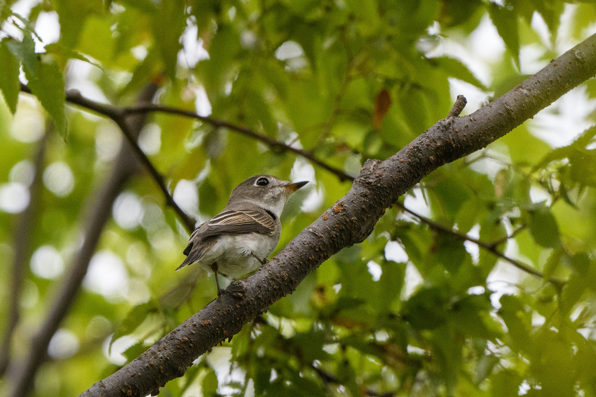 2025年9月20日 地元の公園でオオルリ（メス）、キビタキ（メス）、コサメビタキ: 還暦過ぎオヤジの花、鳥、月、風2